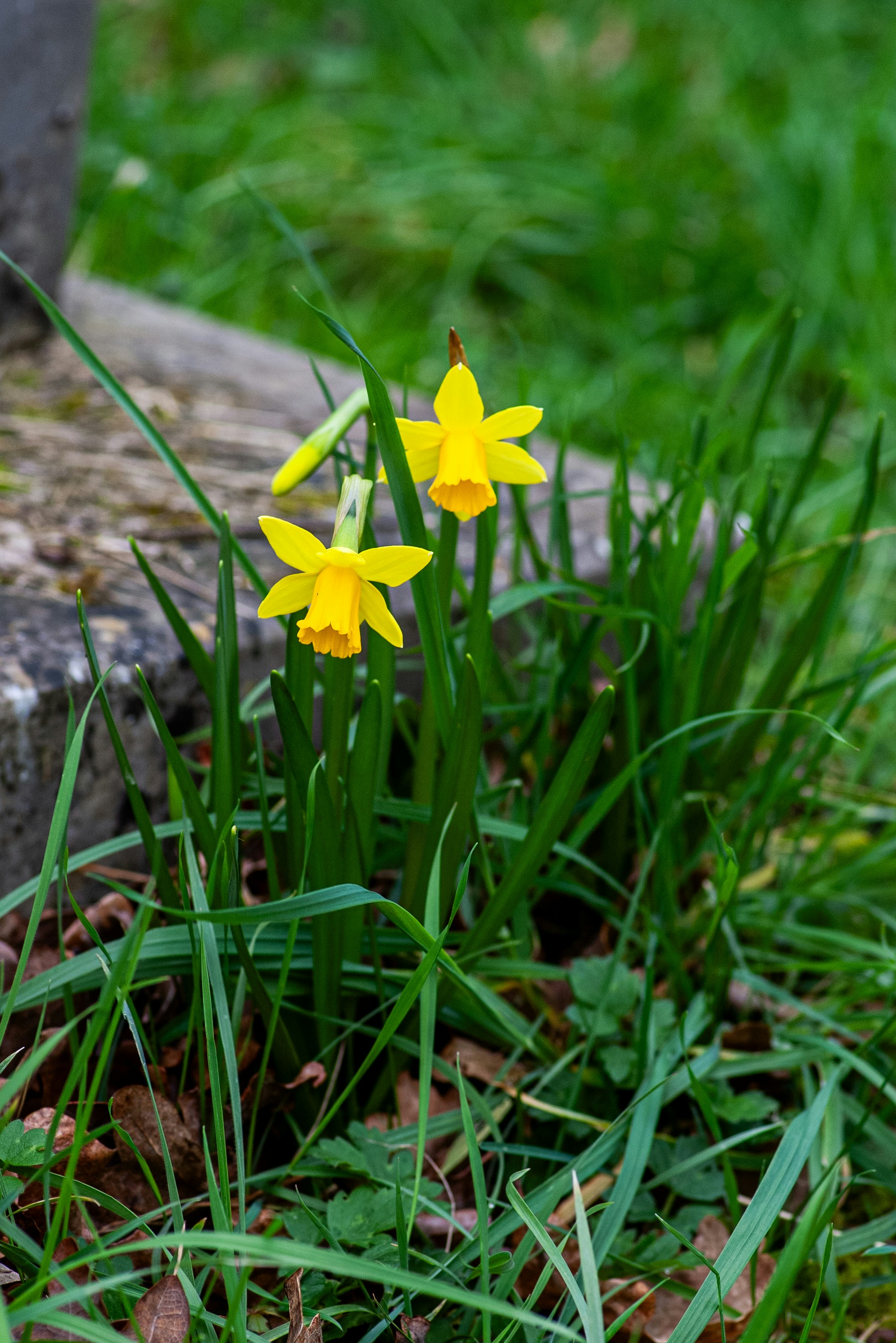 Foto Beberapa bunga yang ada di rumput – Gambar Bunga Gratis di Unsplash