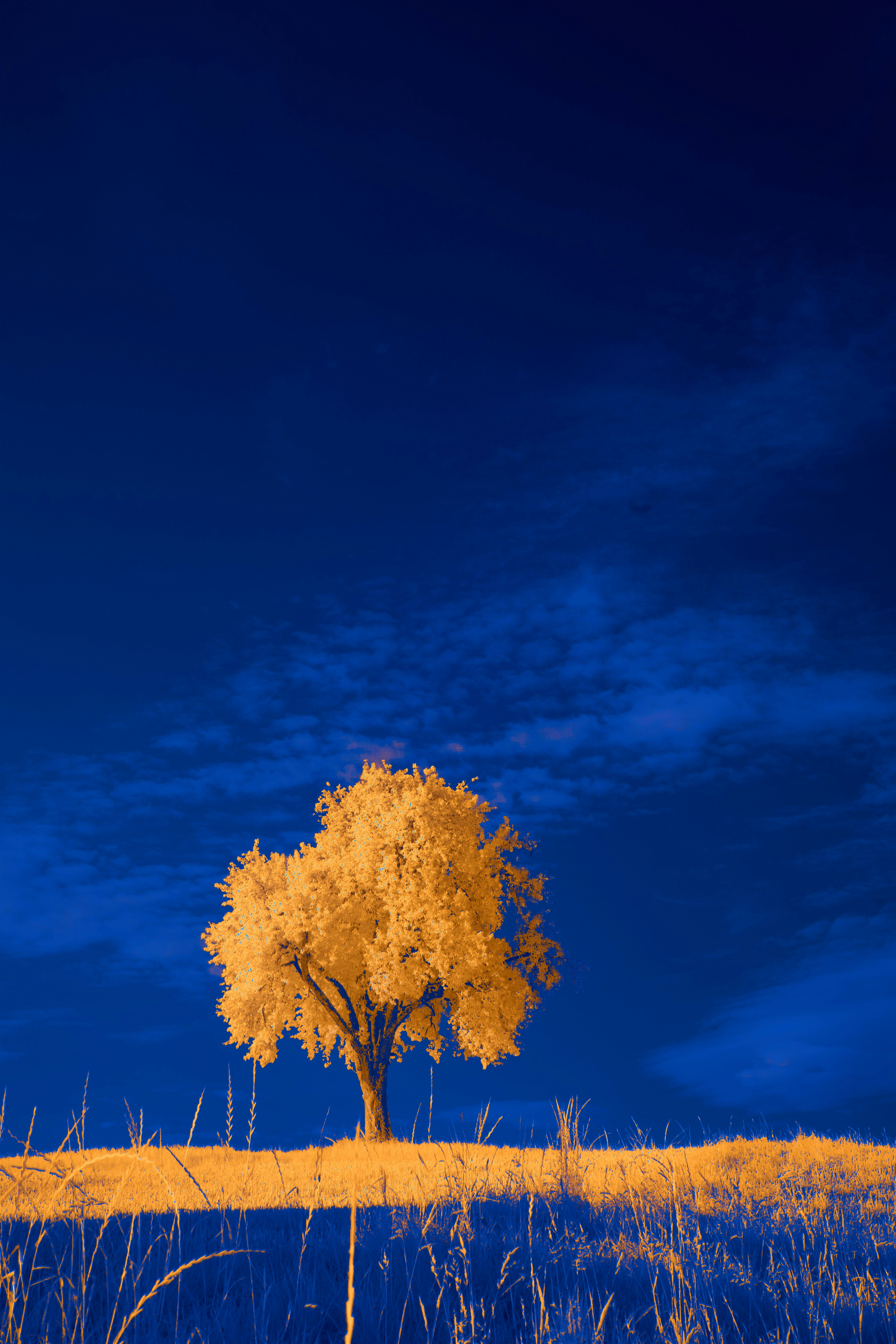 Photo by Wolfgang Hasselmann with Sony Alpha 7 IV