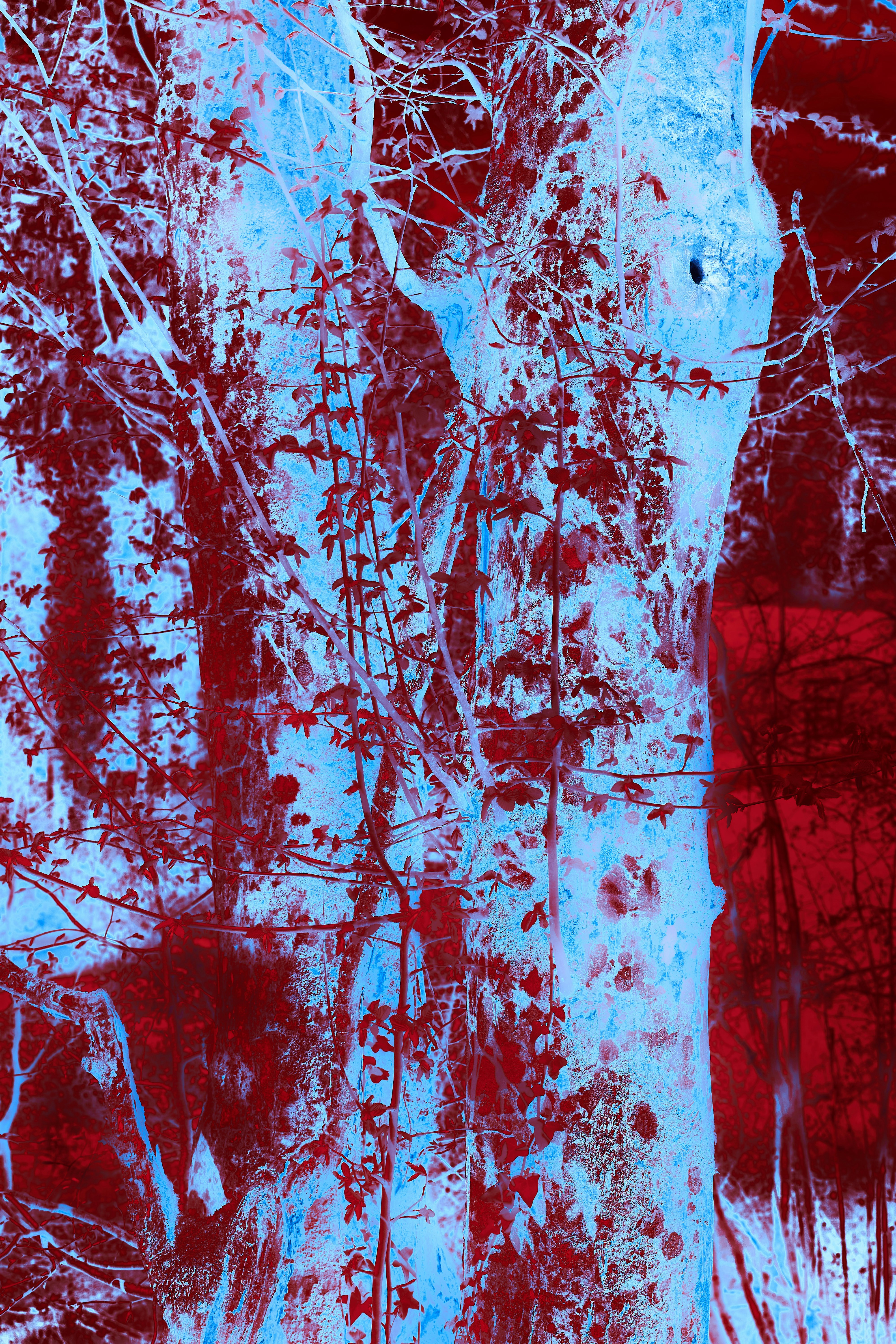 A red and blue painting of a tree photo – Free Modern art Image on Unsplash