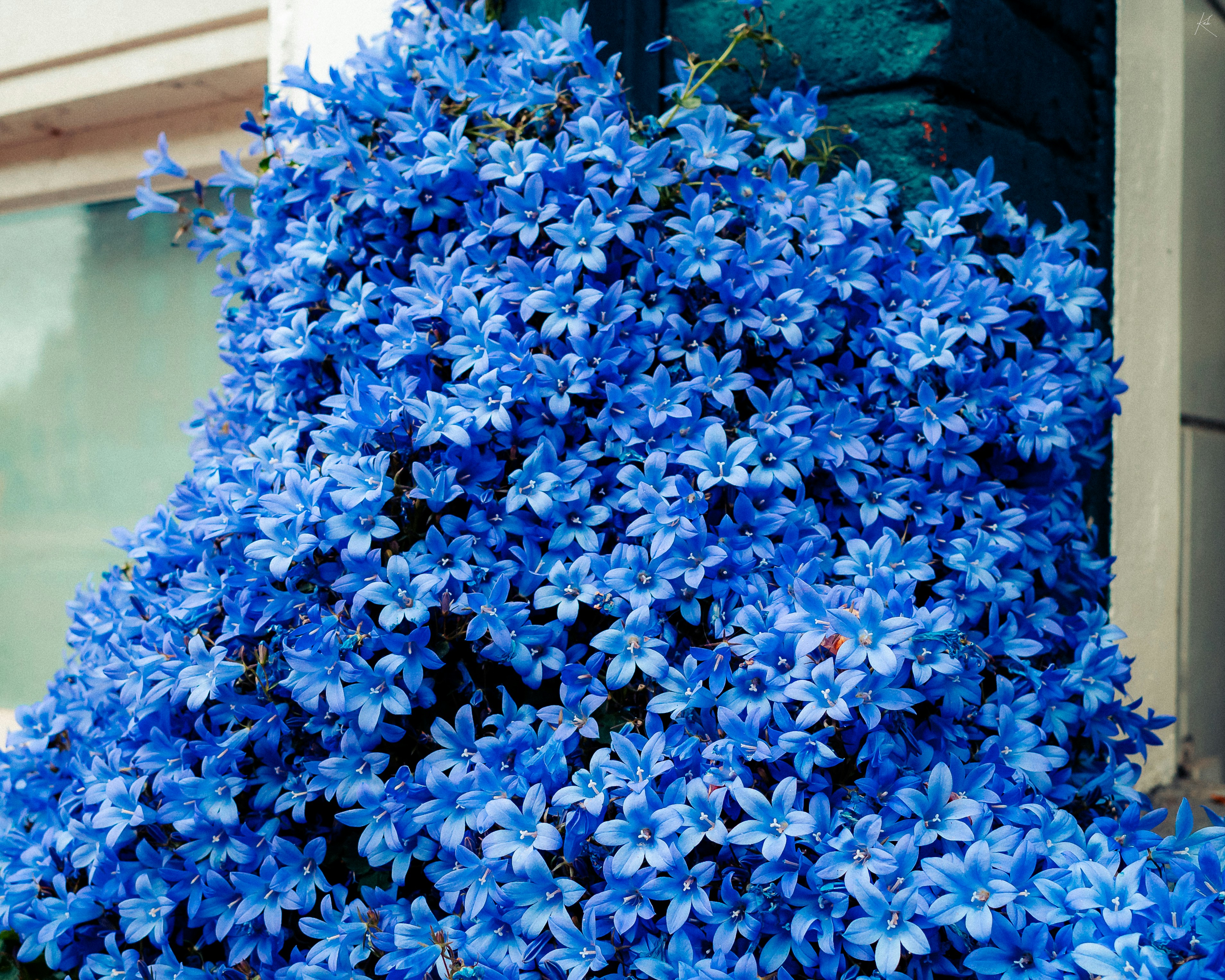 A bush of blue flowers in front of a building photo – Free Beauty in ...