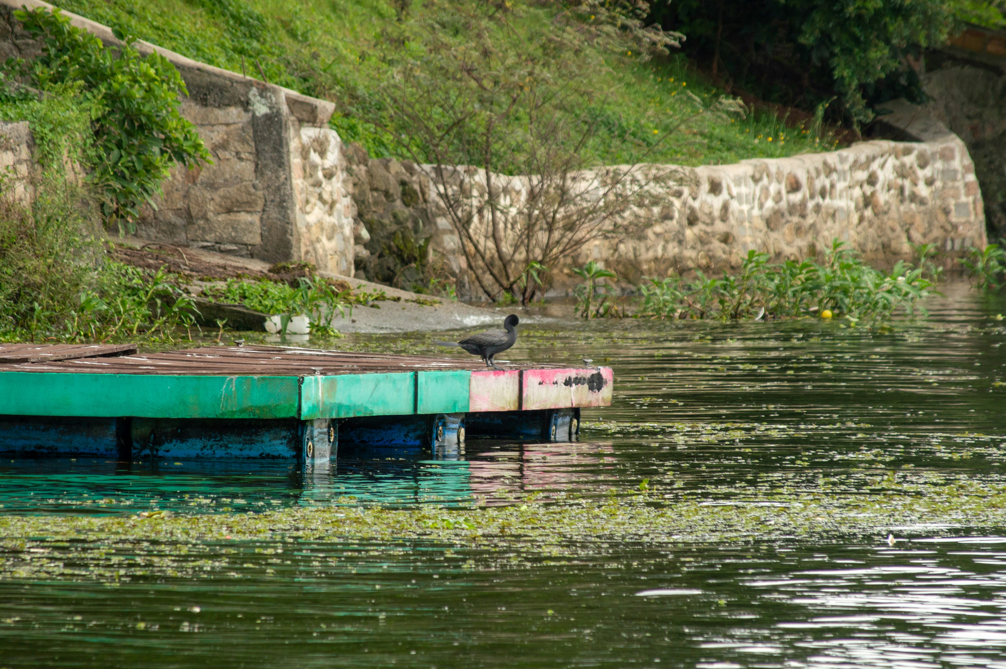 A bird is sitting on a dock in the water photo – Free Animal Image on ...