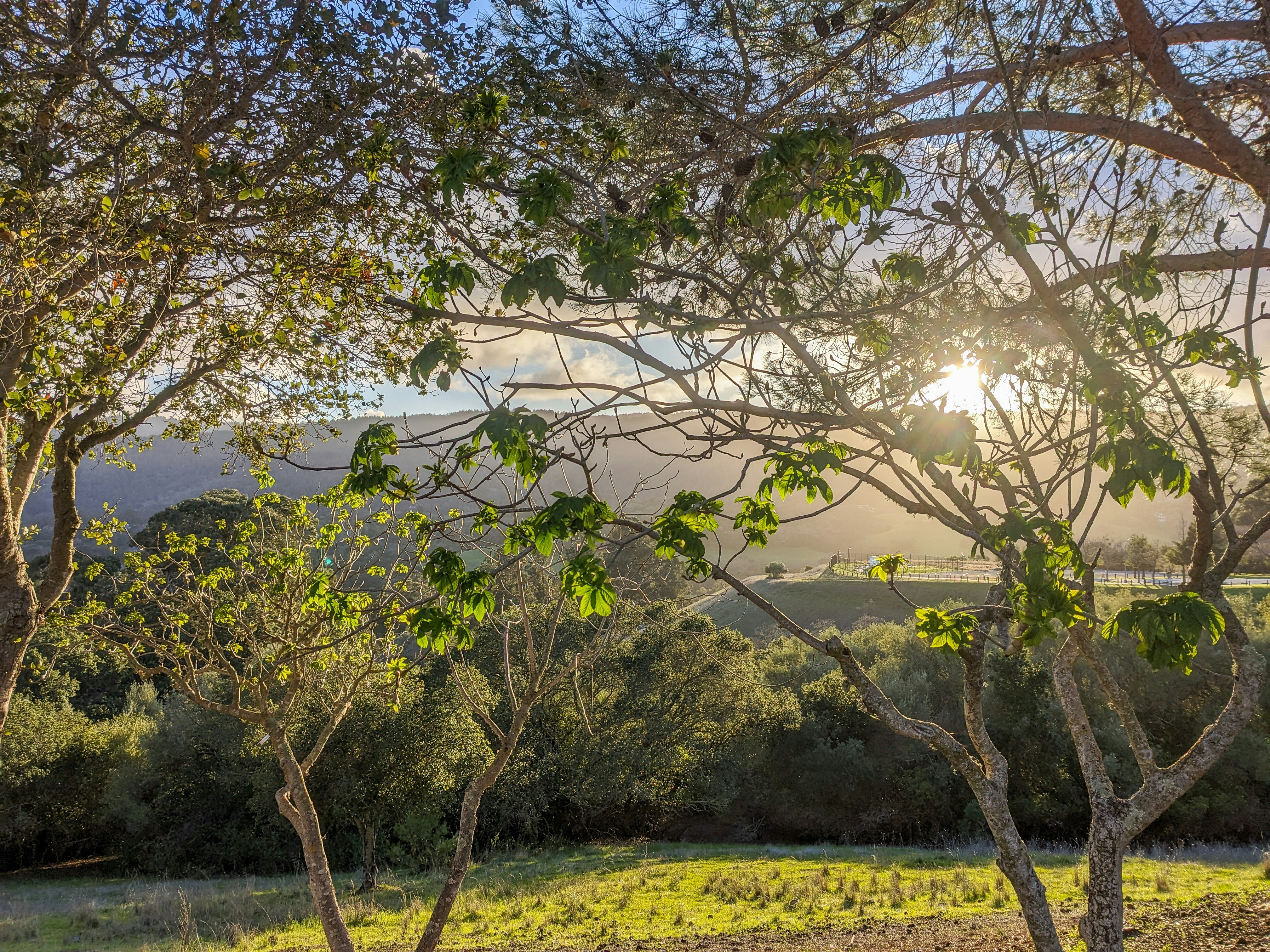 the sun is shining through the trees in the field