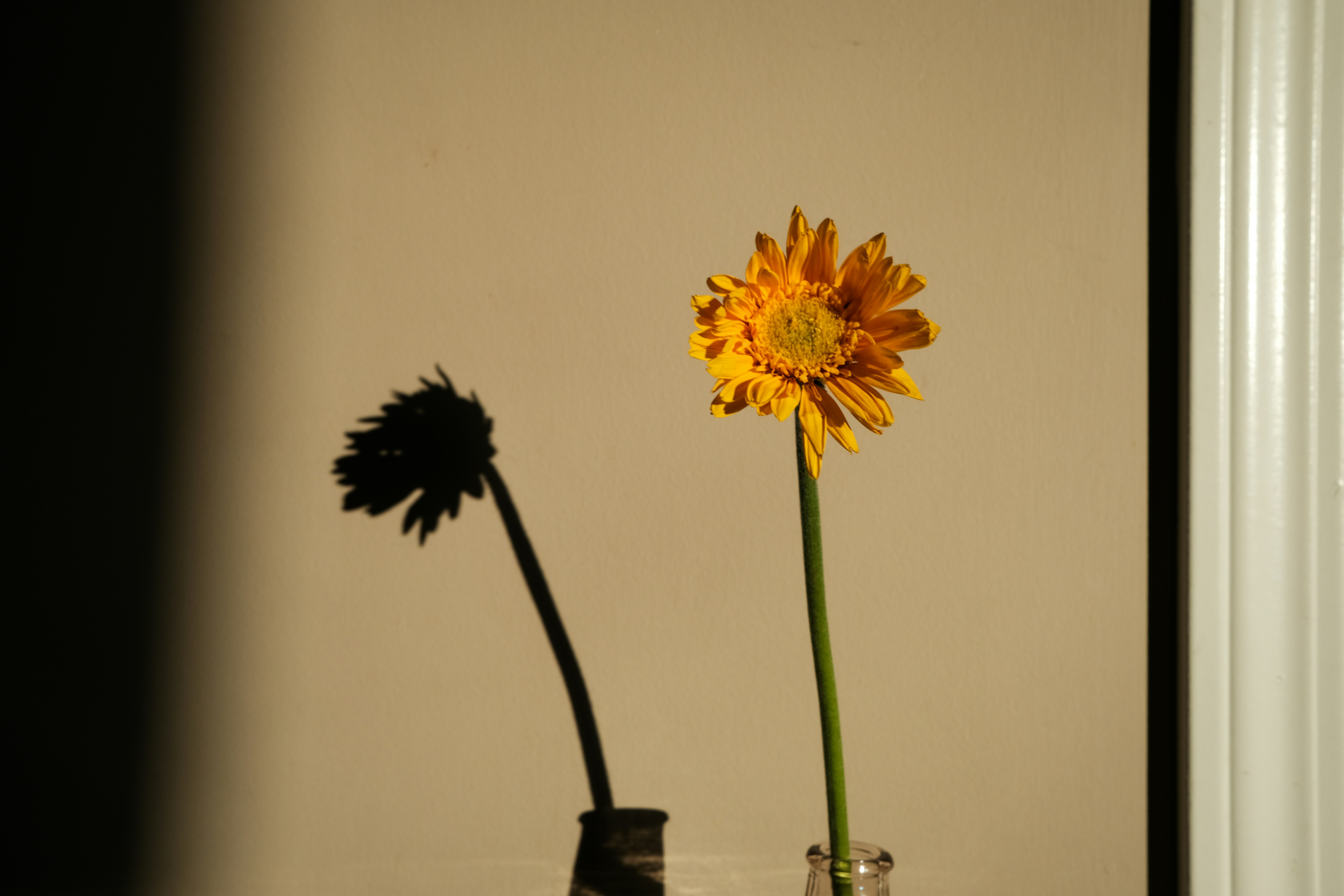 Sunlit Daisy in a Minimal Still Life