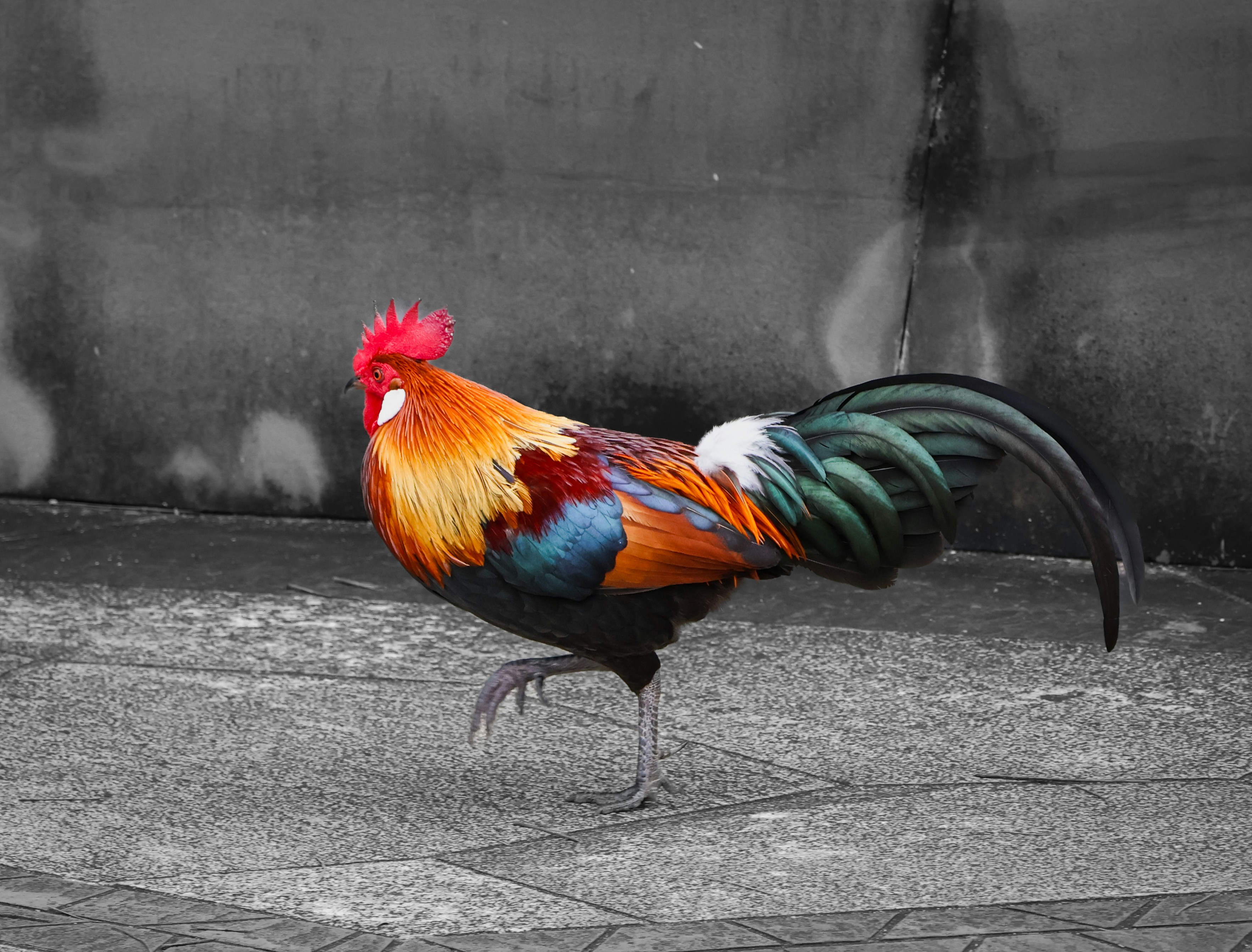 Vivid Rooster on a Desaturated Street: A Pop of Color Against Concrete Grays