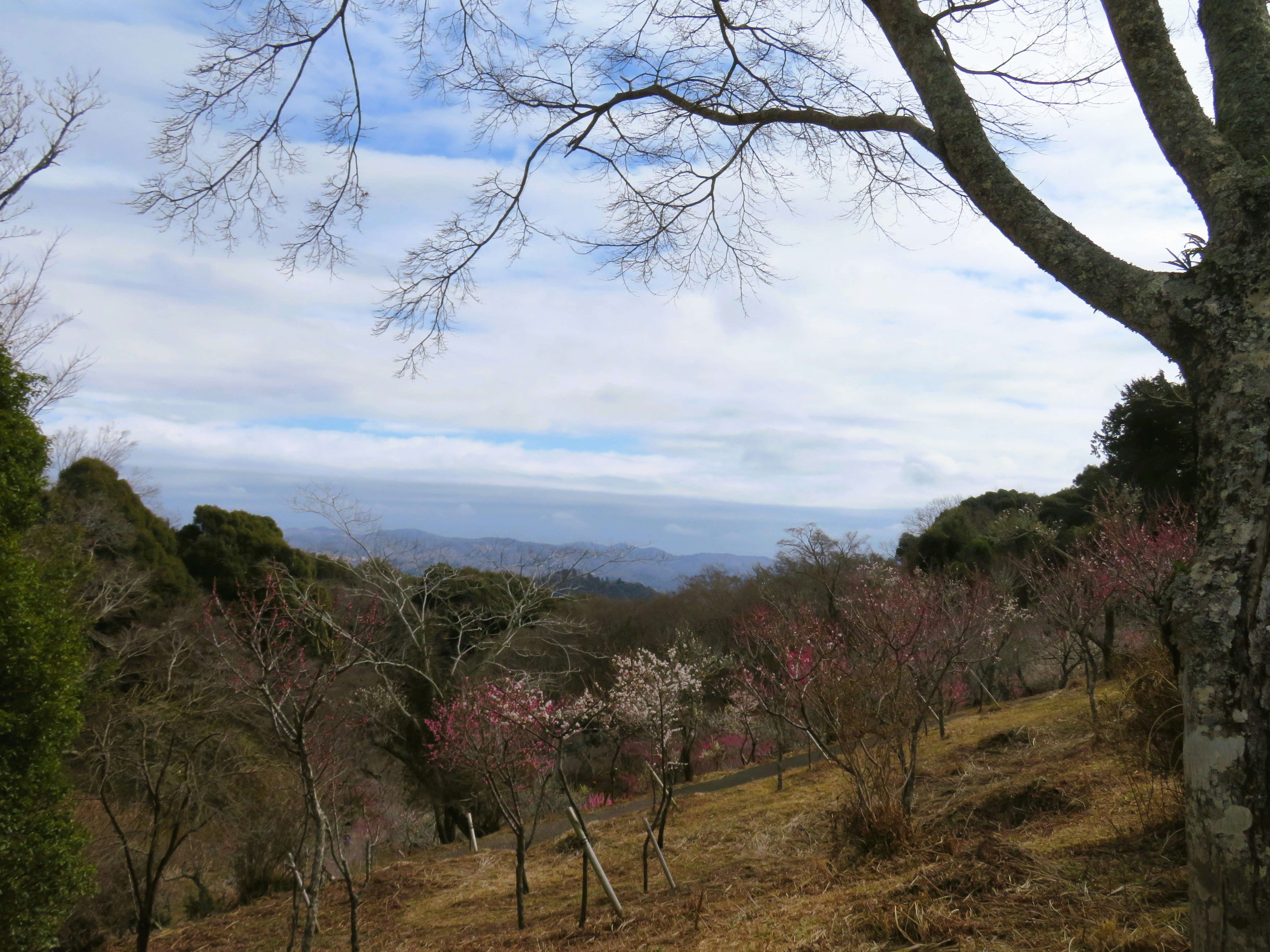 Hillside Bloom: Pink Orchard Framing a Distant Blue Horizon