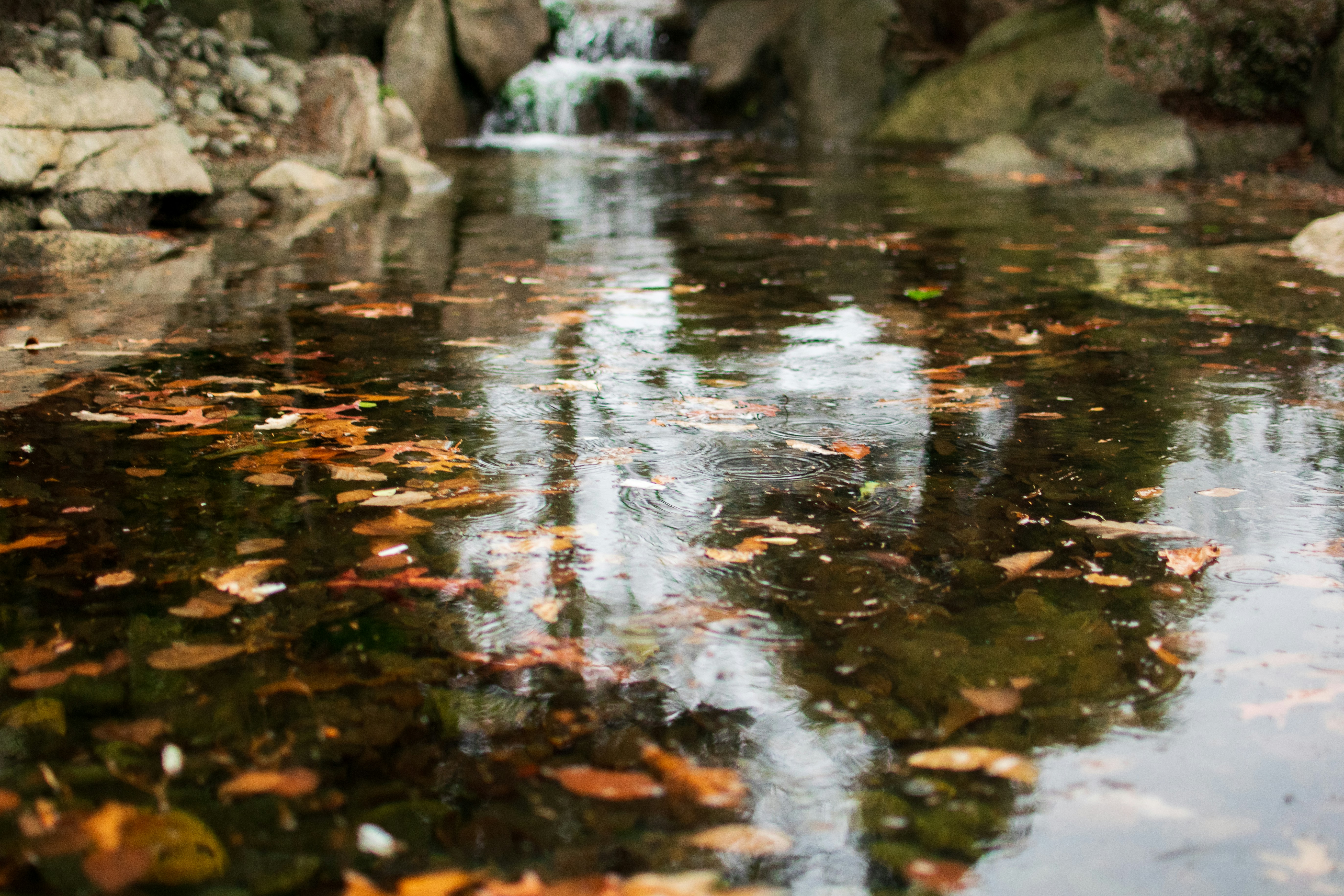 A stream of water surrounded by rocks and leaves photo – Free Outdoors ...