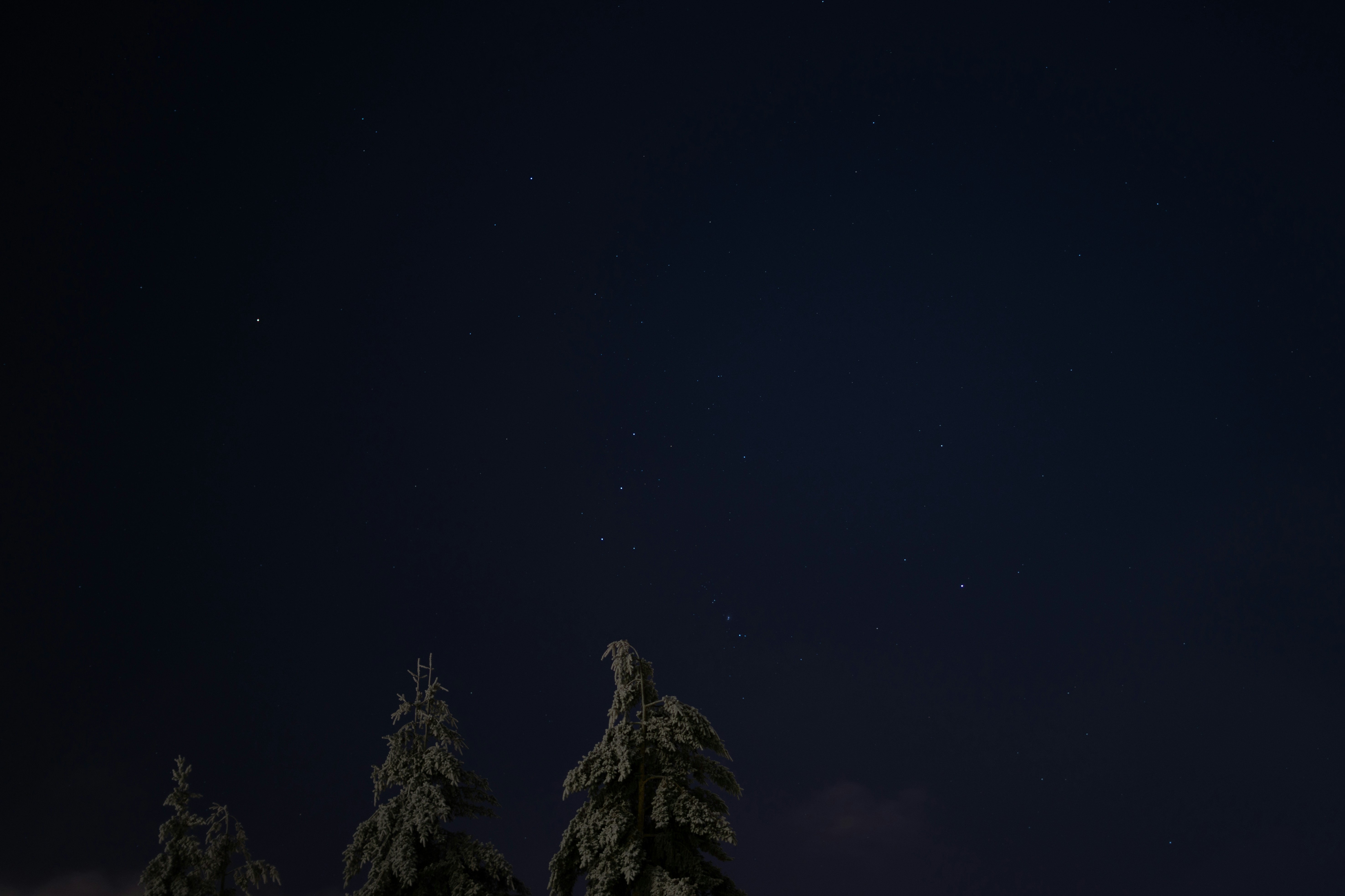 Tree tops with stars overhead