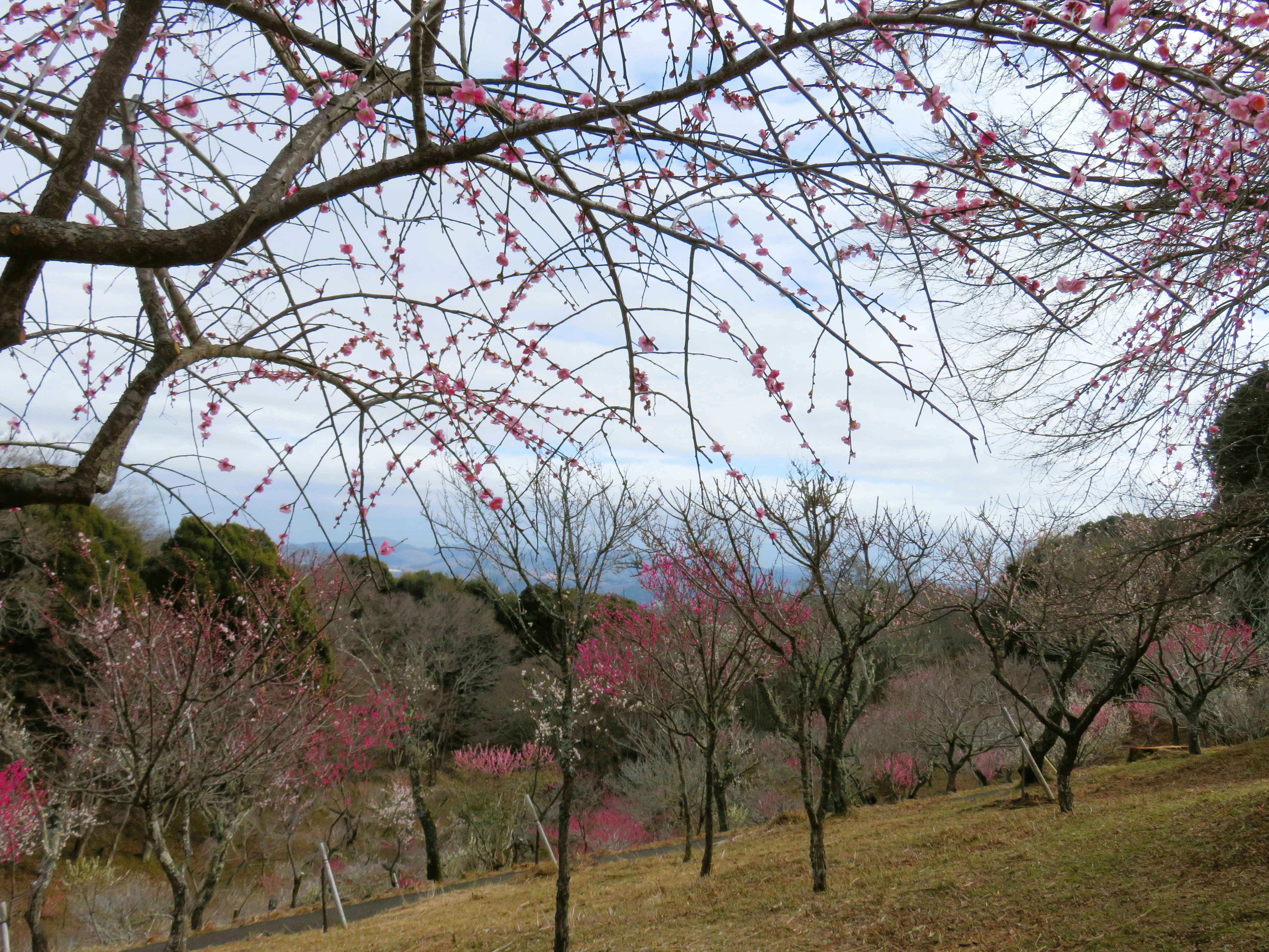 Delicate pink blossoms adorn tree branches in a serene landscape, hinting at the arrival of spring. The tranquil scene captures the beauty of nature awakening.