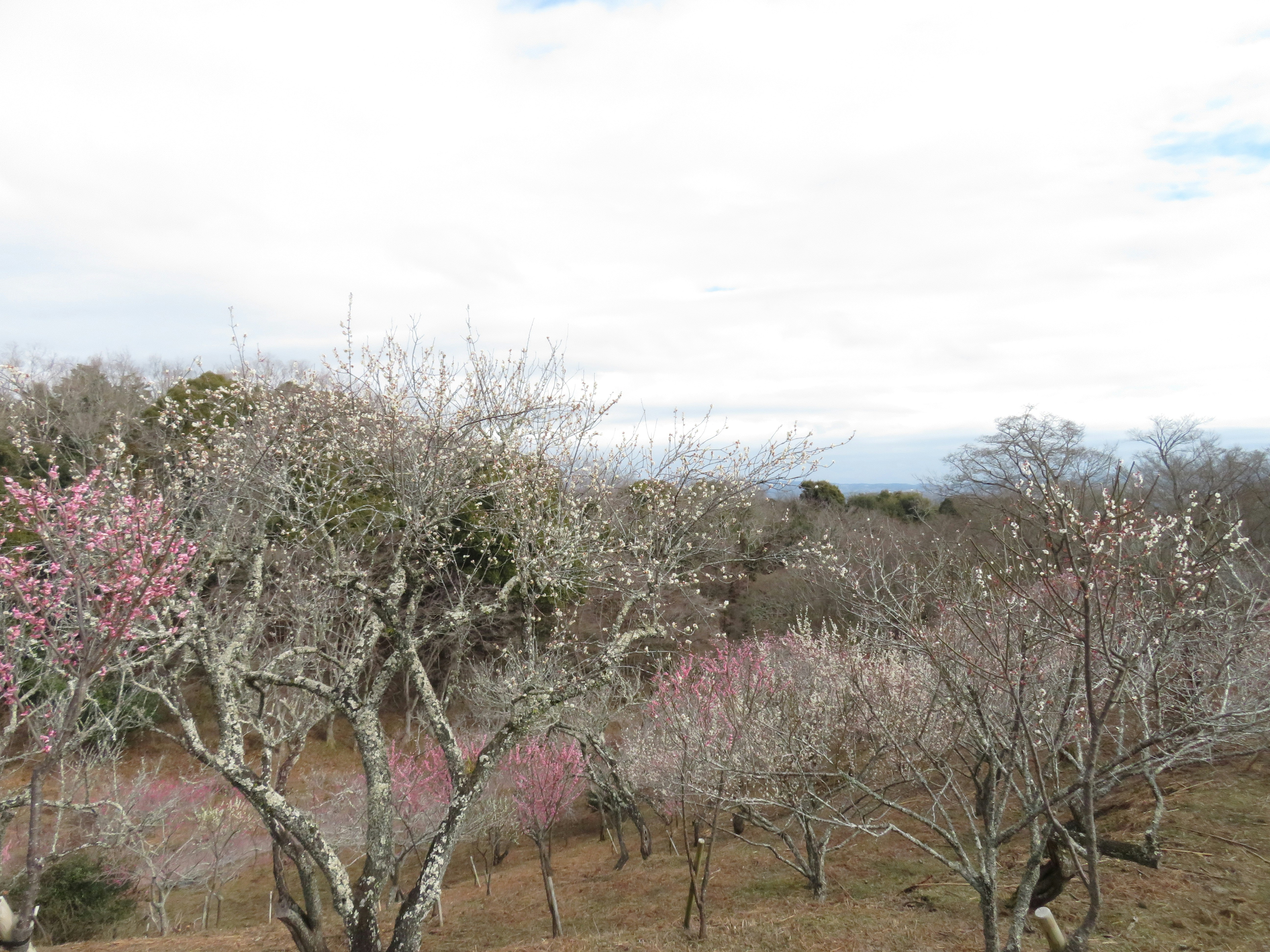 Shuzenji Plum Forest