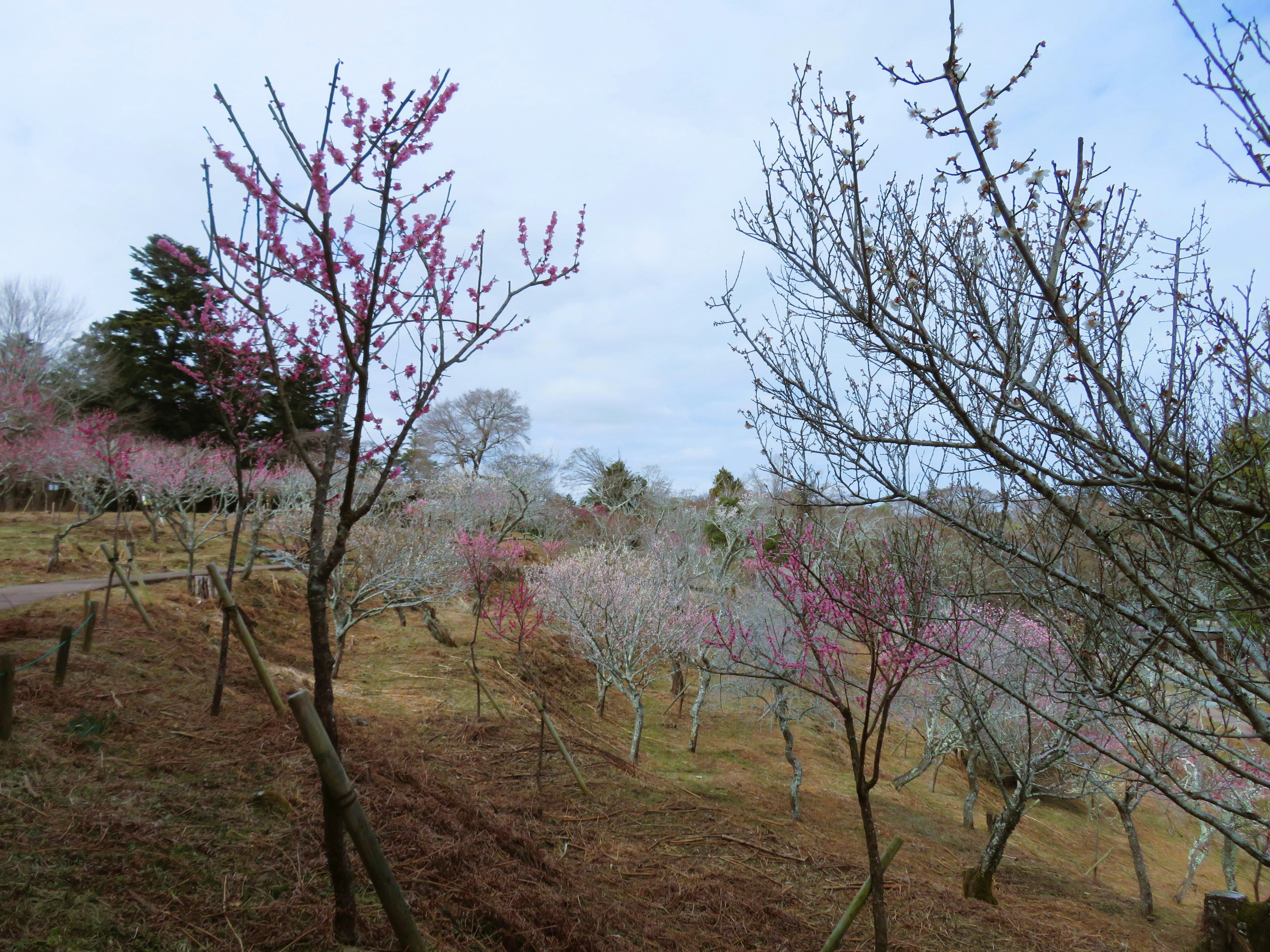 Rows of young trees in bloom extend into the distance under an overcast sky; a foreground pink-blossomed tree anchors the scene.