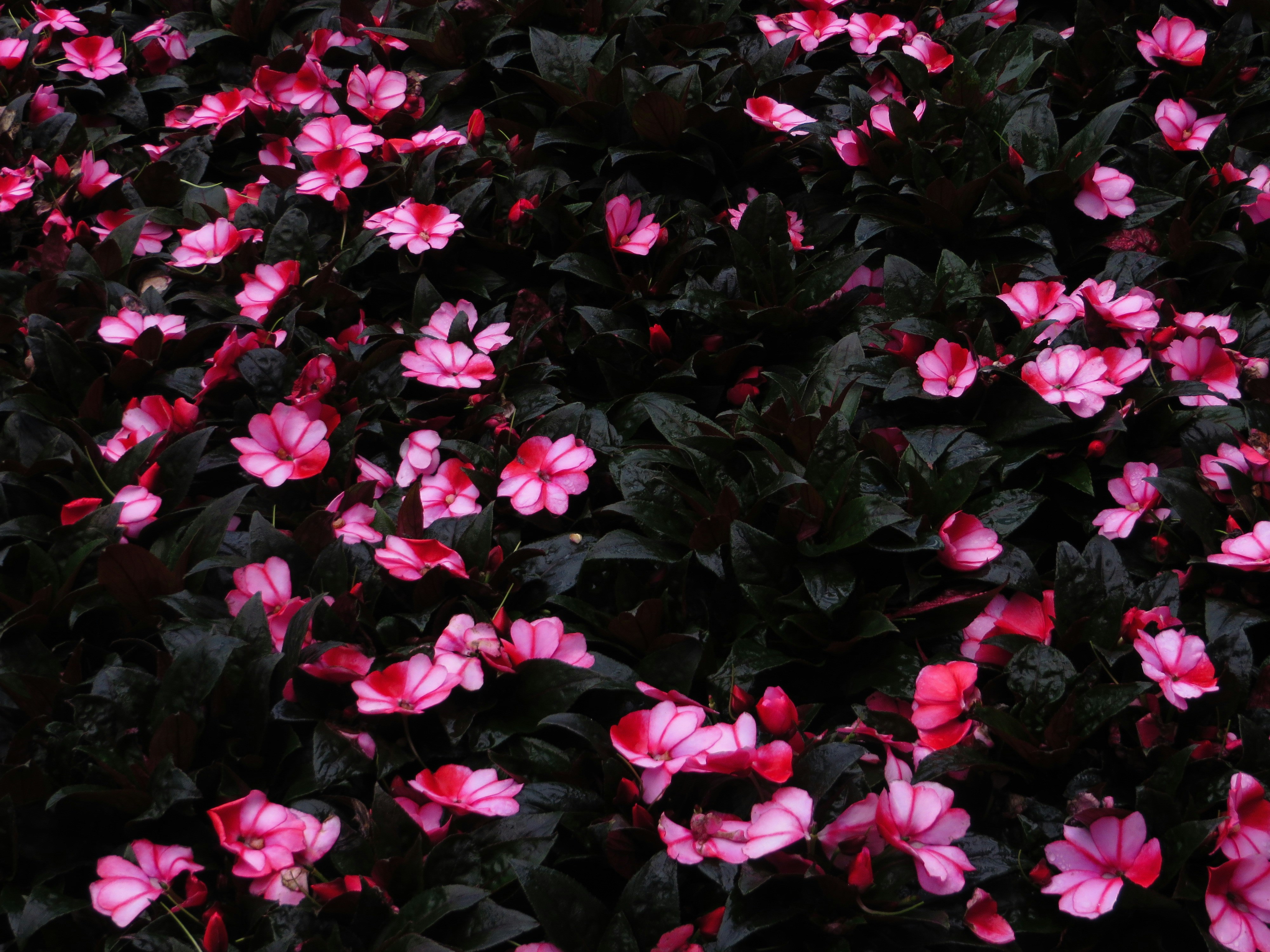 Photo by Mansi with Canon PowerShot SX270 HS