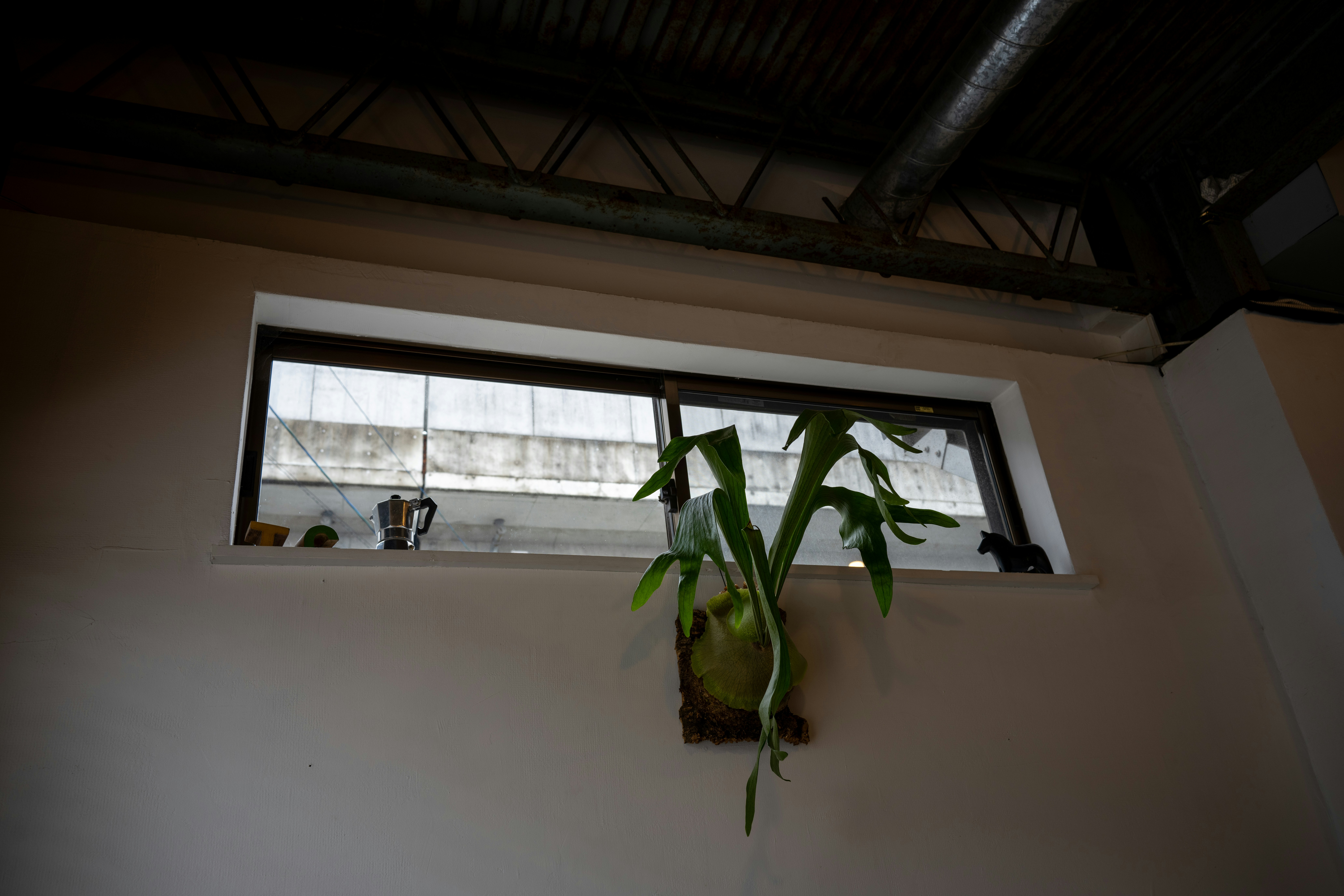 Verdant Niche Under a Window: A Leafy Anchor in an Industrial Interior