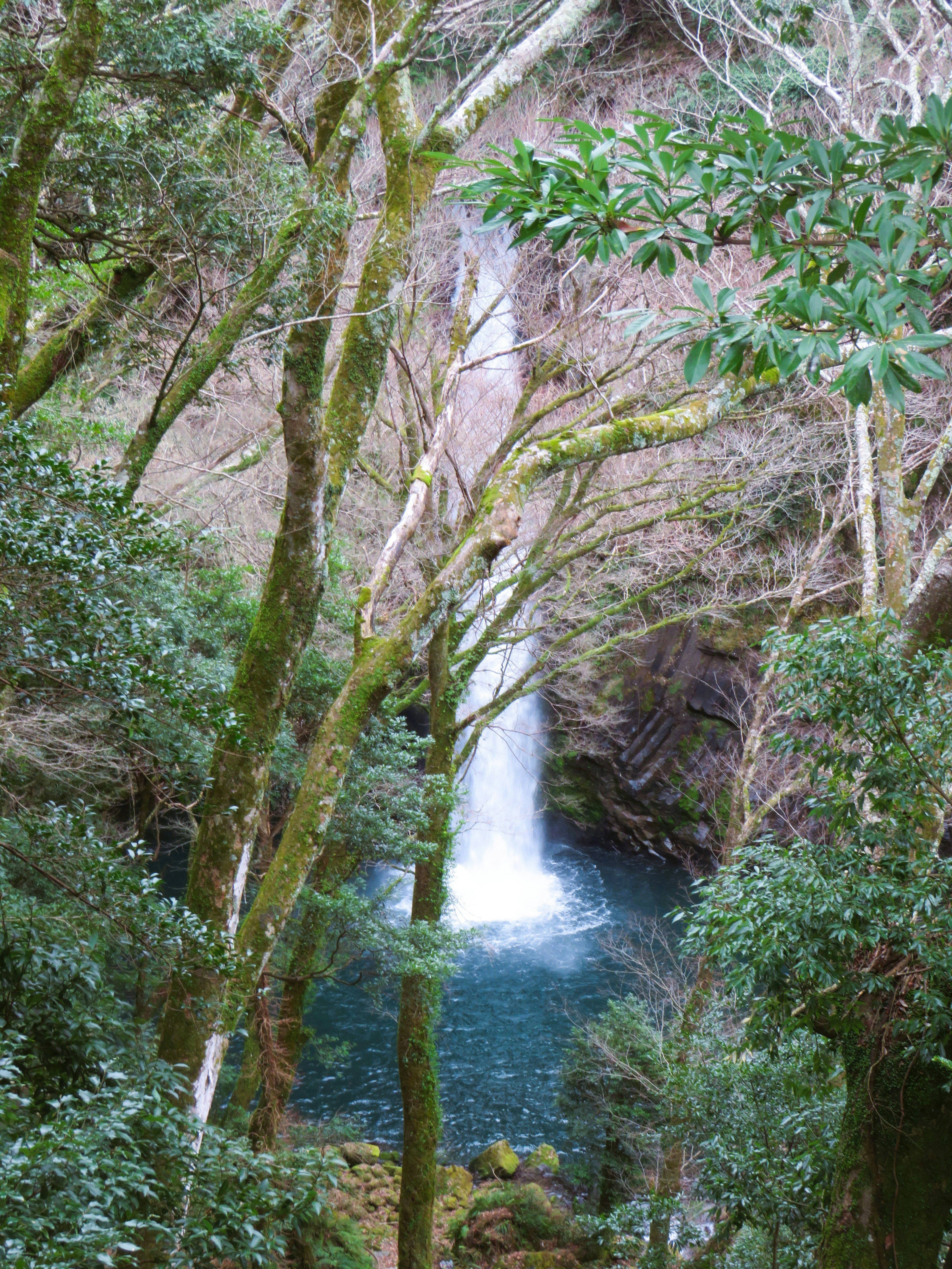 Moss-Laced Forest Cascade: Waterfall Framed by Arched Trees