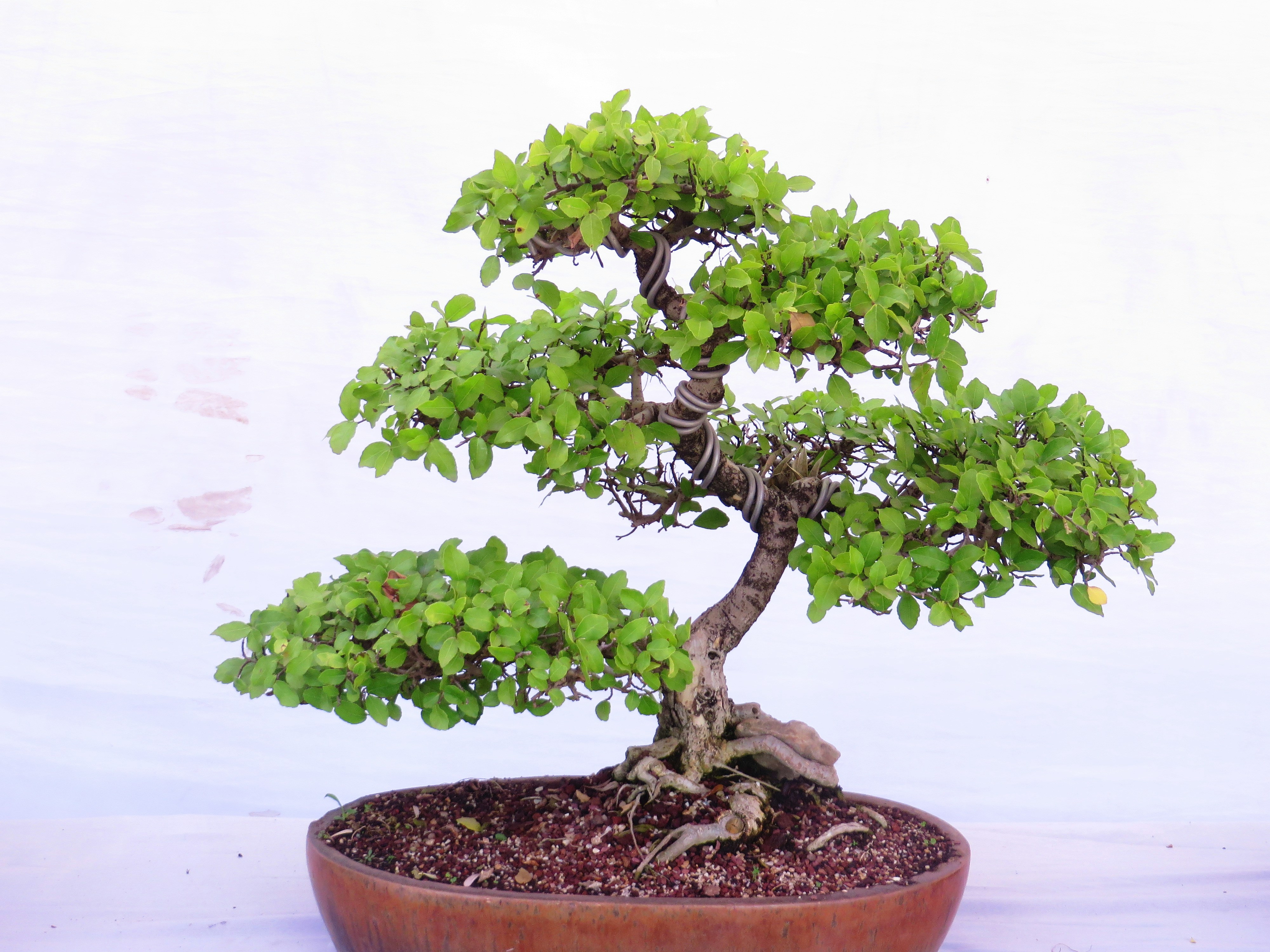 A meticulously shaped bonsai tree with lush green leaves, showcasing the artistry and patience involved in bonsai cultivation.