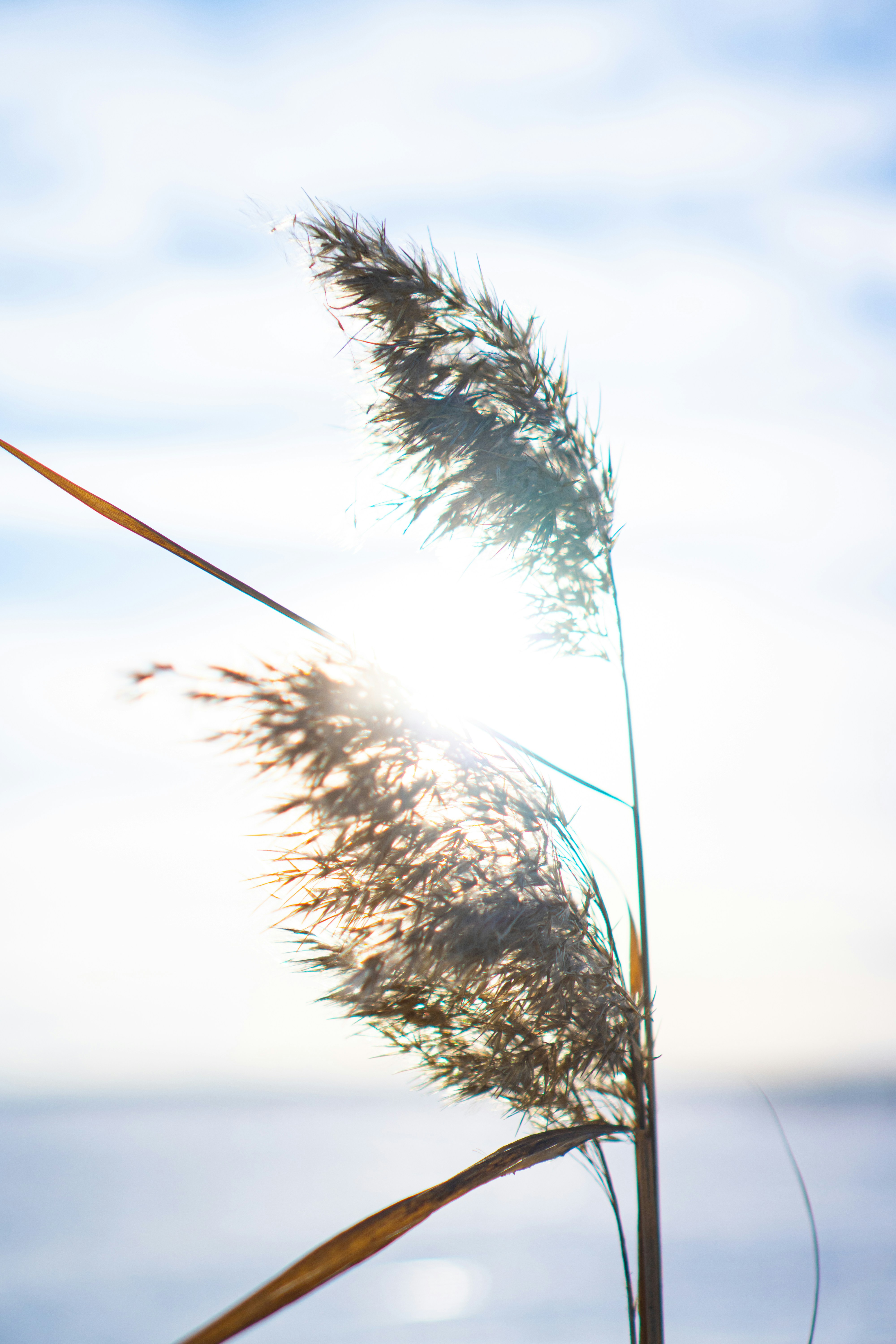 Backlit Reeds: Silhouetted Plume with a Glare of Dawn