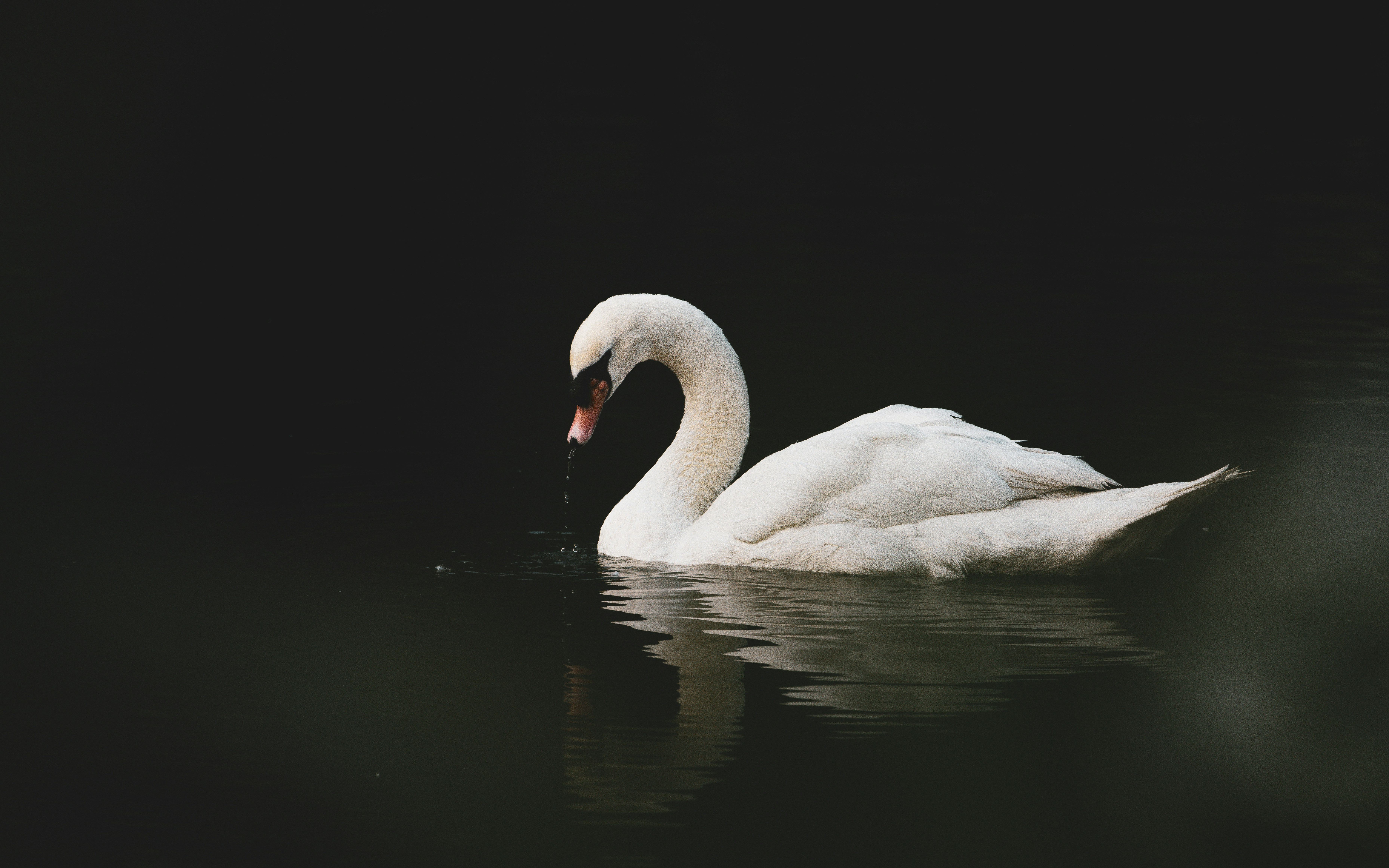 A white swan floating on top of a body of water photo – Free Wildlife ...