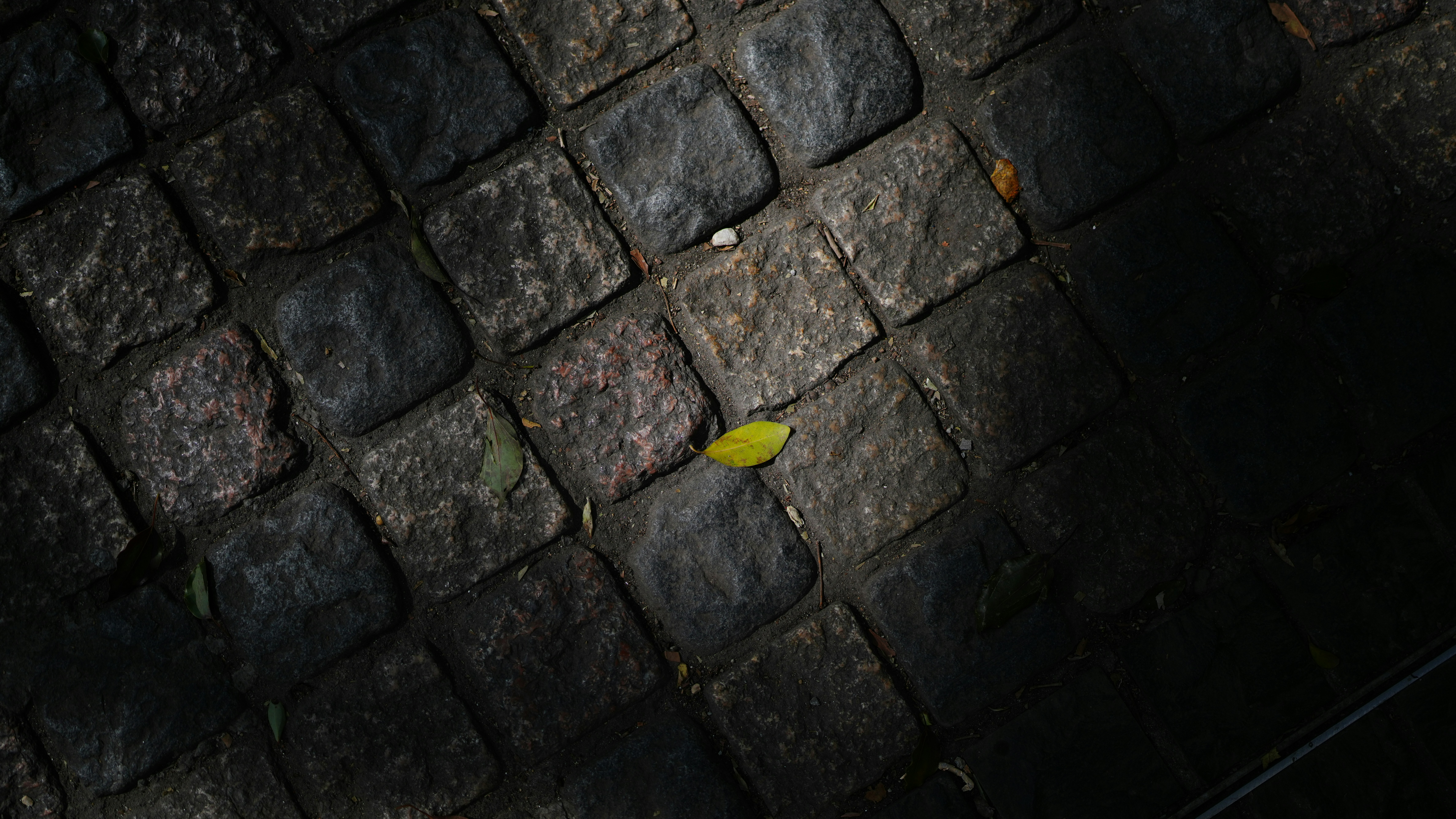 Lone Lime Leaf Illuminates Damp Cobblestones at Dusk