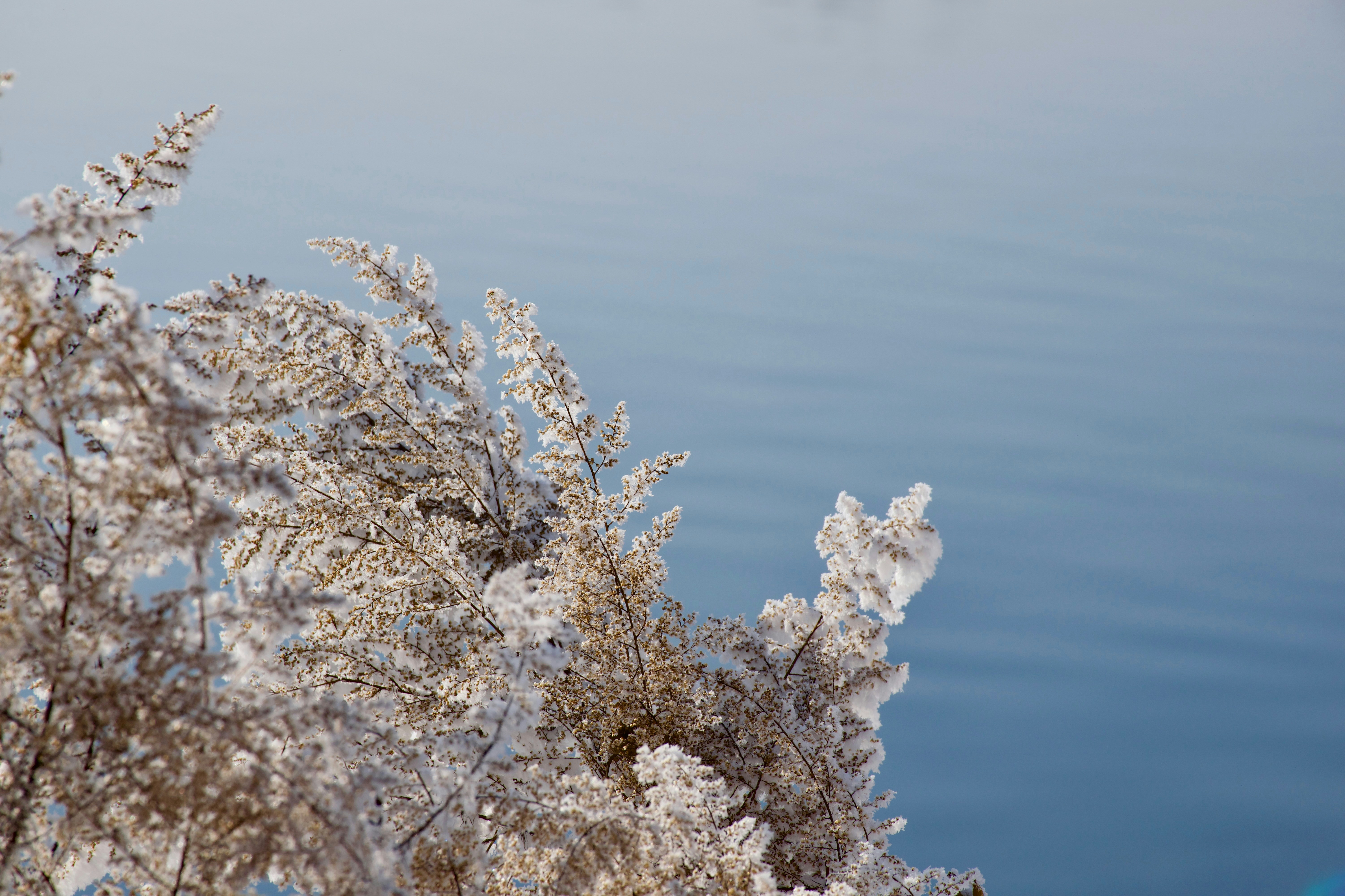 Frost-Lace at the Water's Edge