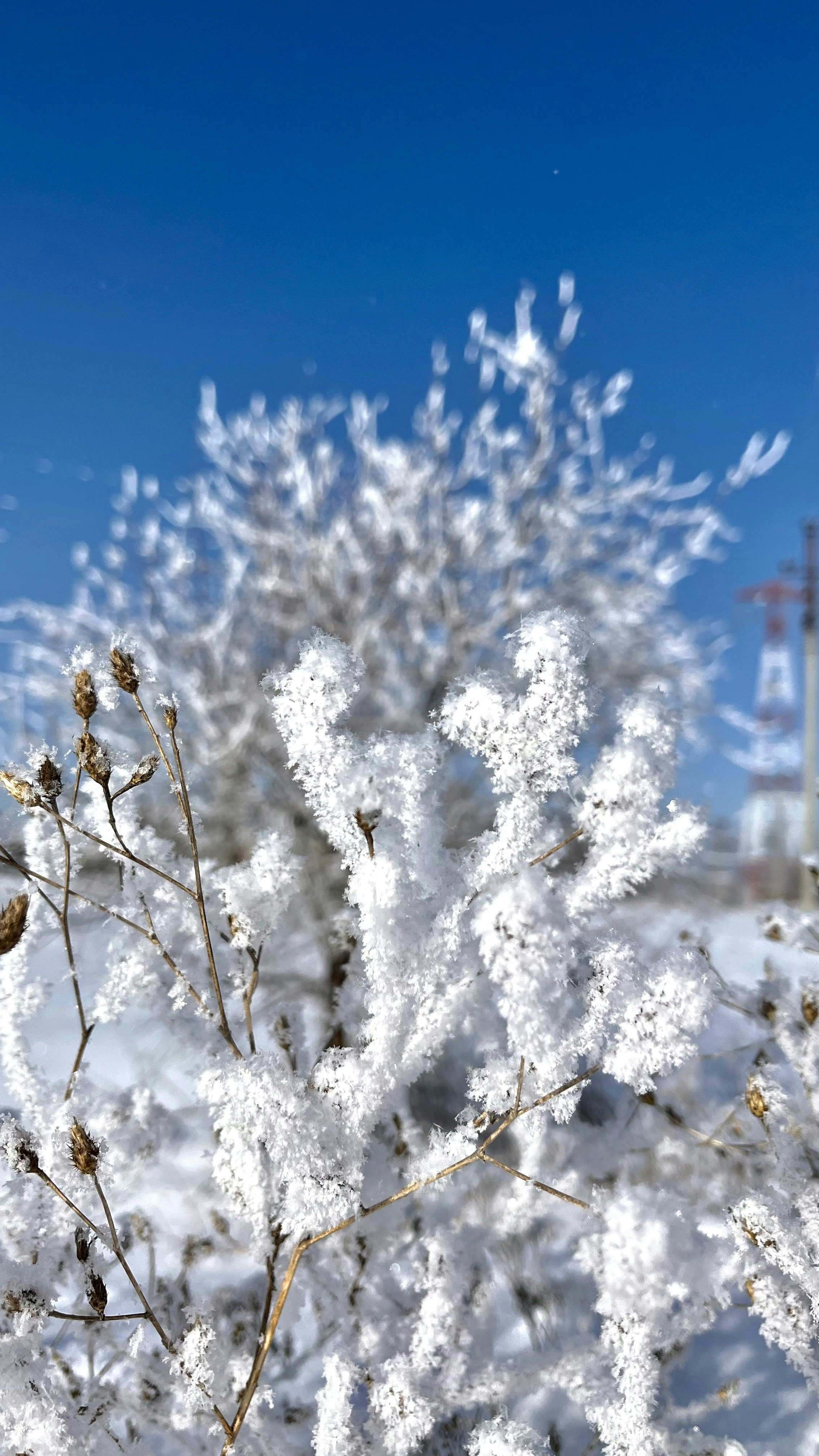 Cobalt Sky, Frost-etched Grasses: a close-up winter study