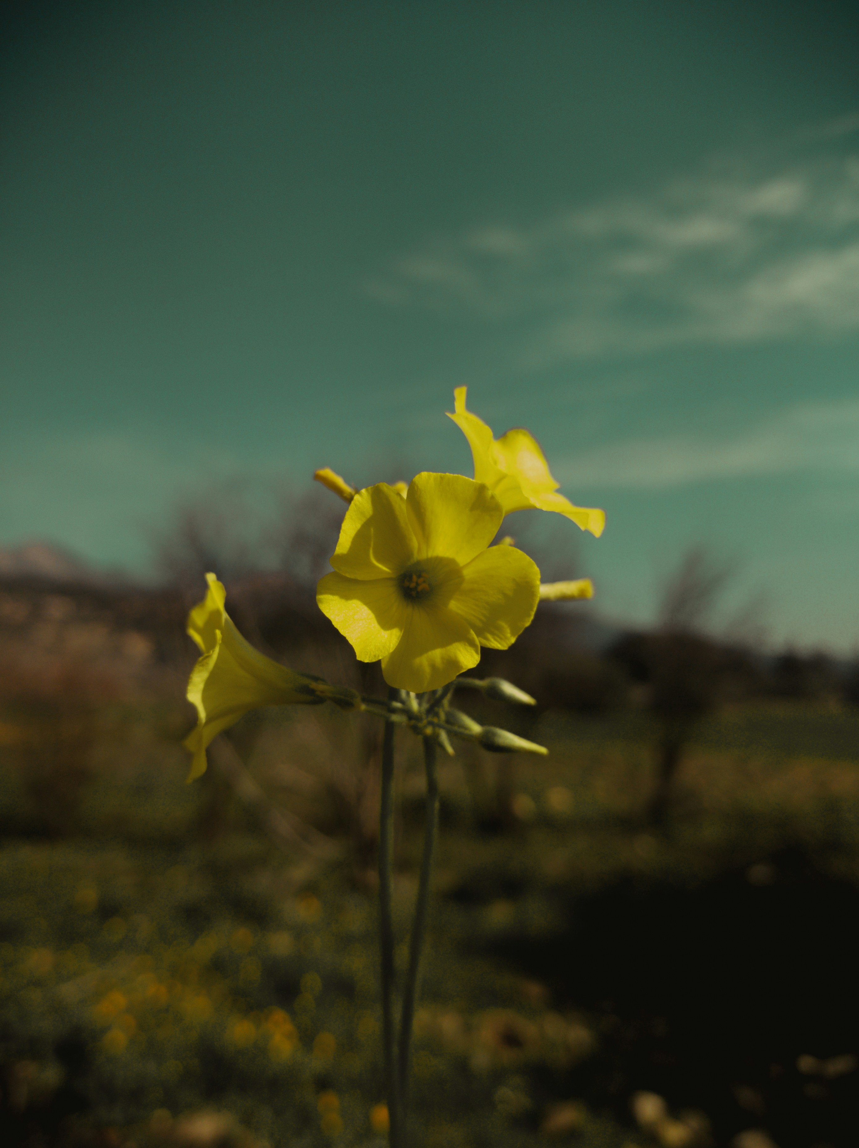 Close-up of a yellow flower in sharp focus with a softly blurred field and sky in the background.