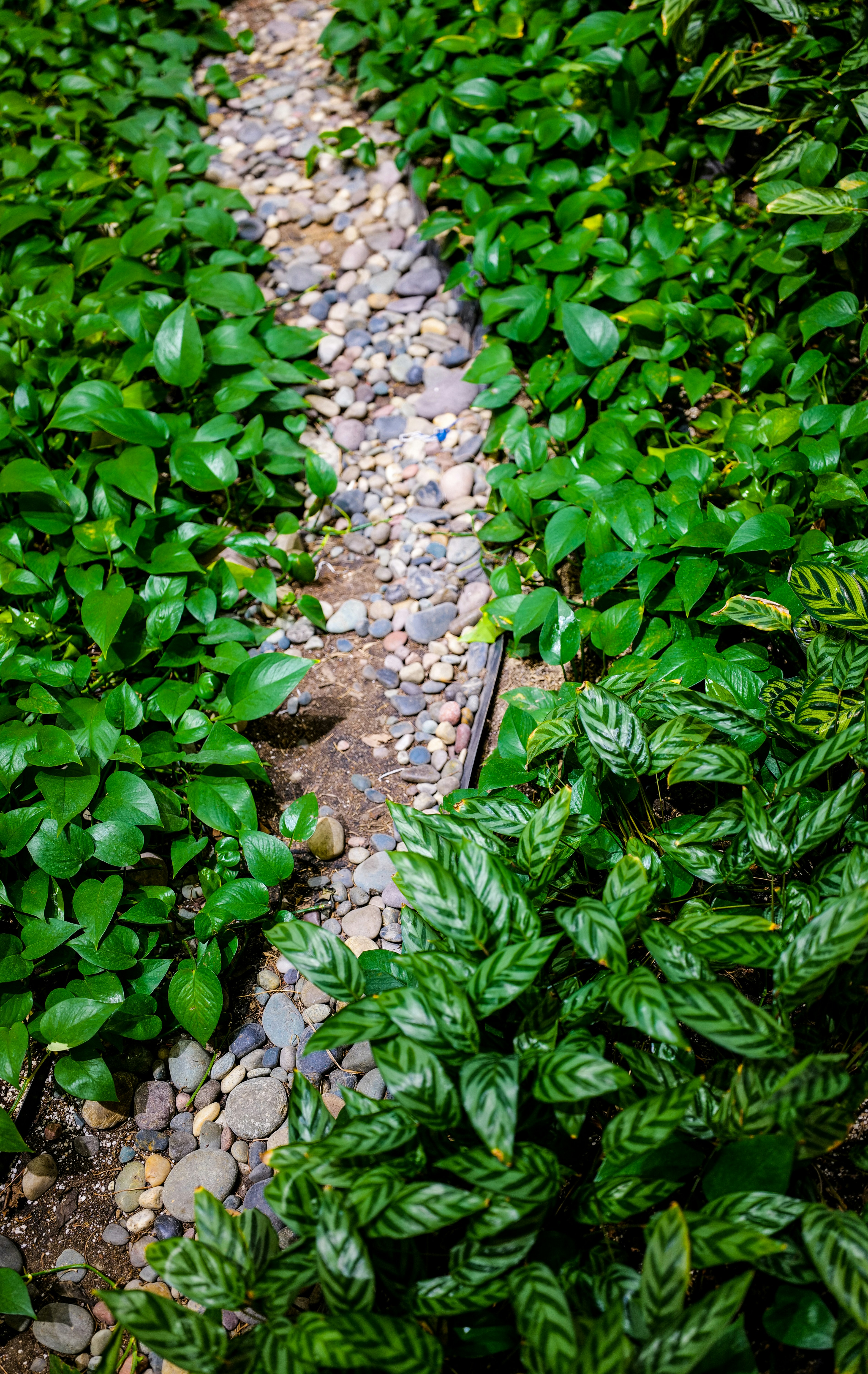 Corridor of Pebbles: A Garden Path Framed by Verdant Foliage