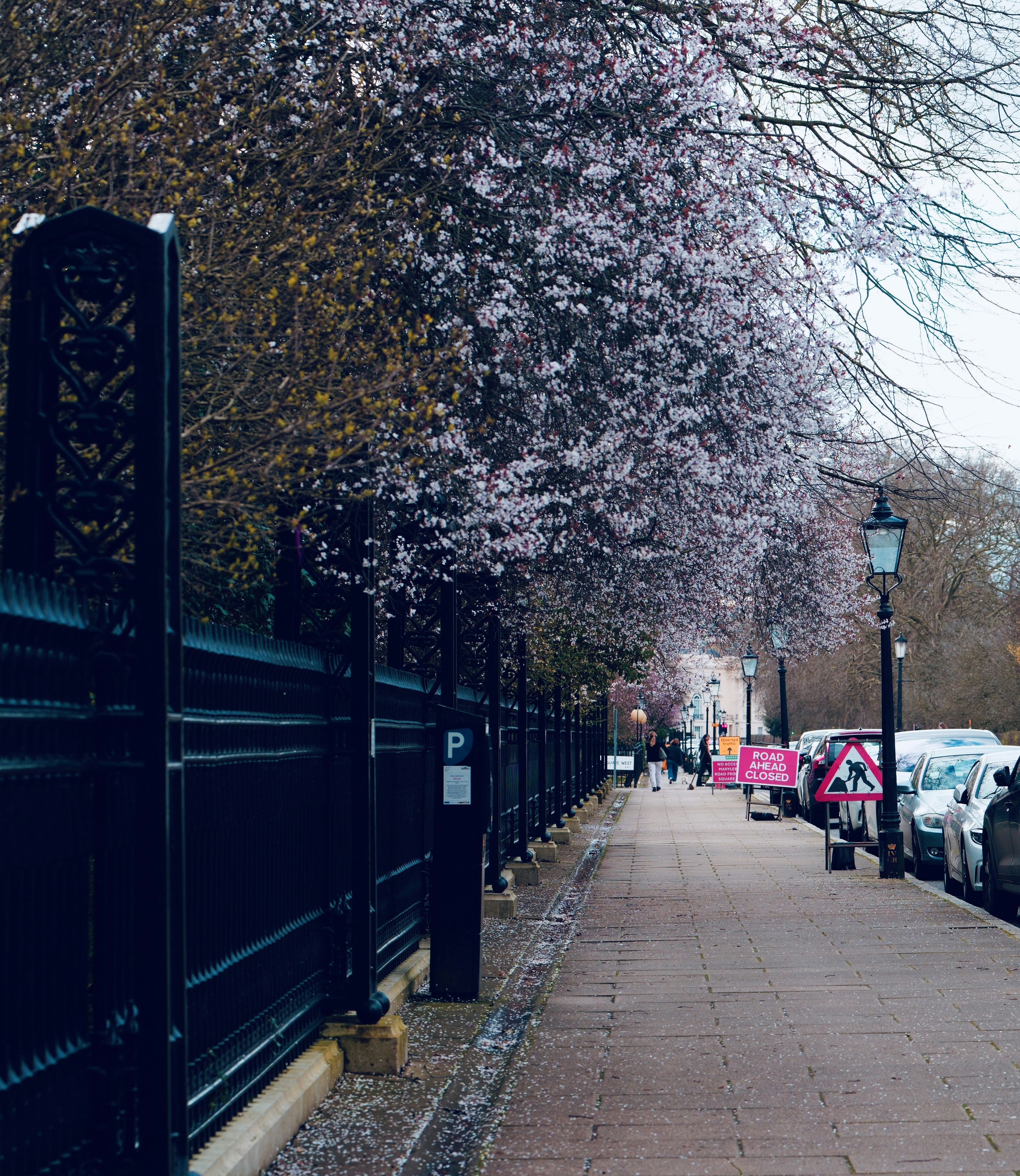 Cherry blossoms along a quiet city sidewalk under a blue hour sky