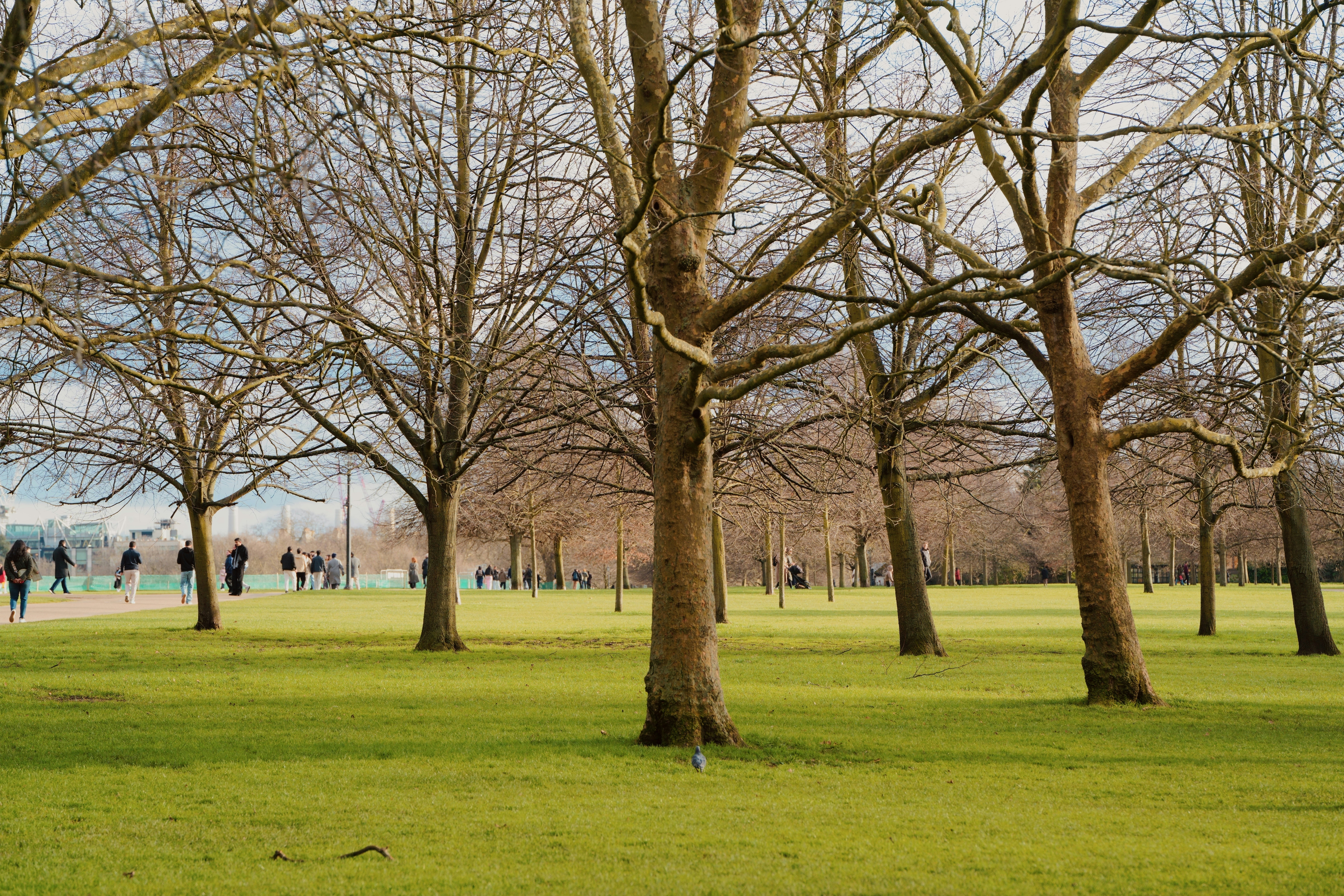 A landscape of Hyde park in the setting sun light