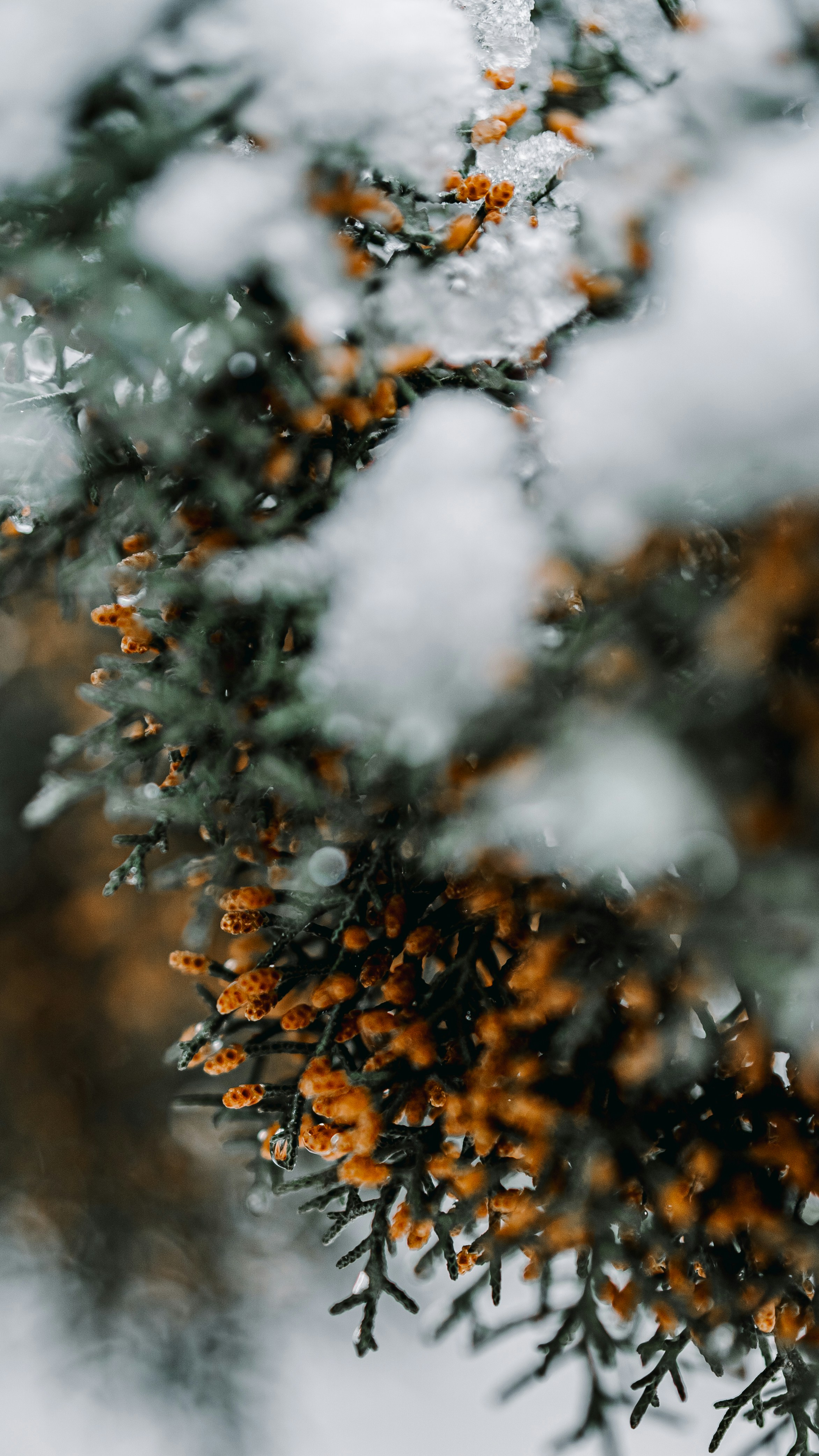 Snow-kissed Juniper: a macro study of orange berries peeking through frost-dusted needles