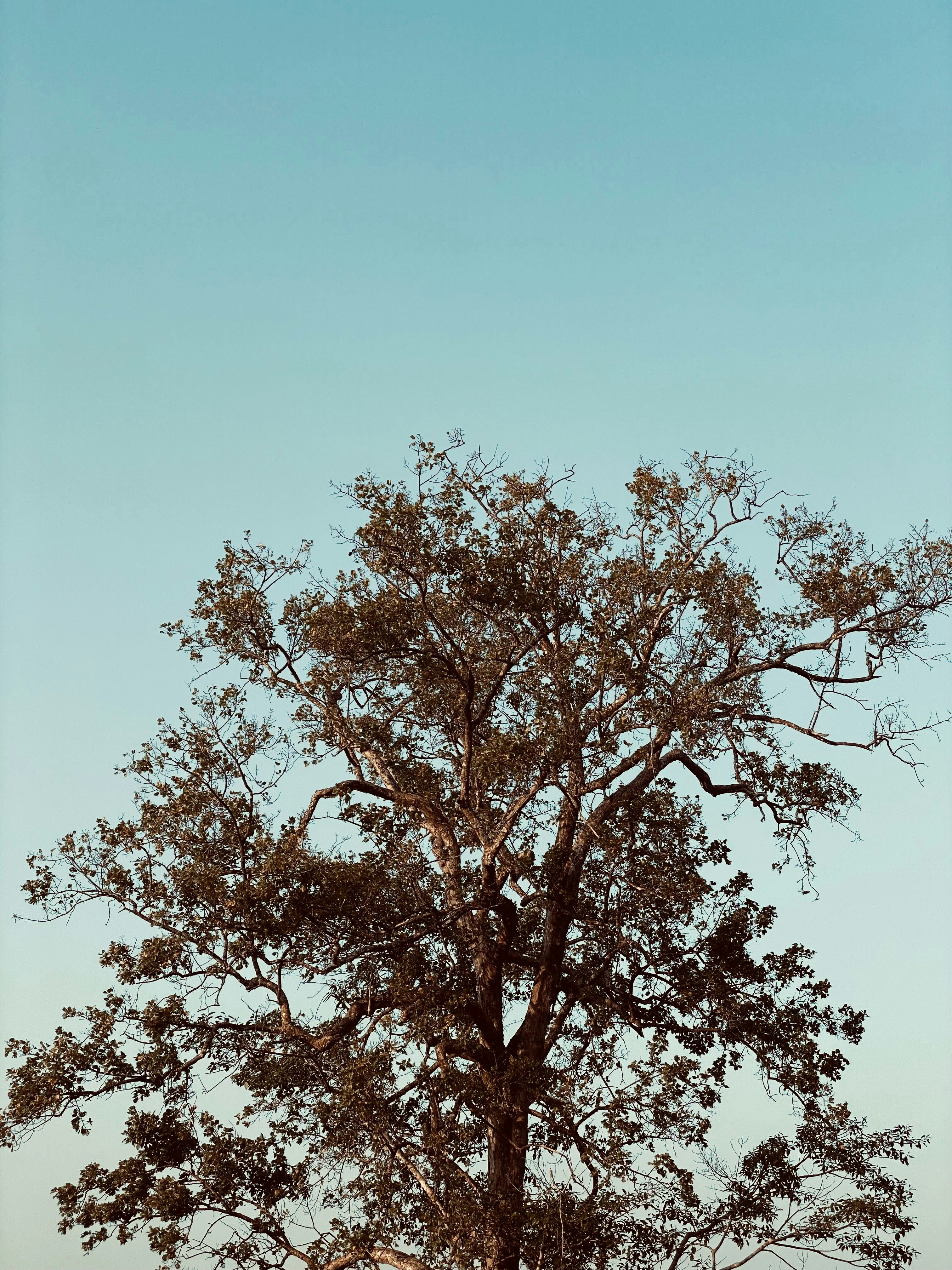 Lone Oak Silhouette Reaching Into a Cerulean Expanse