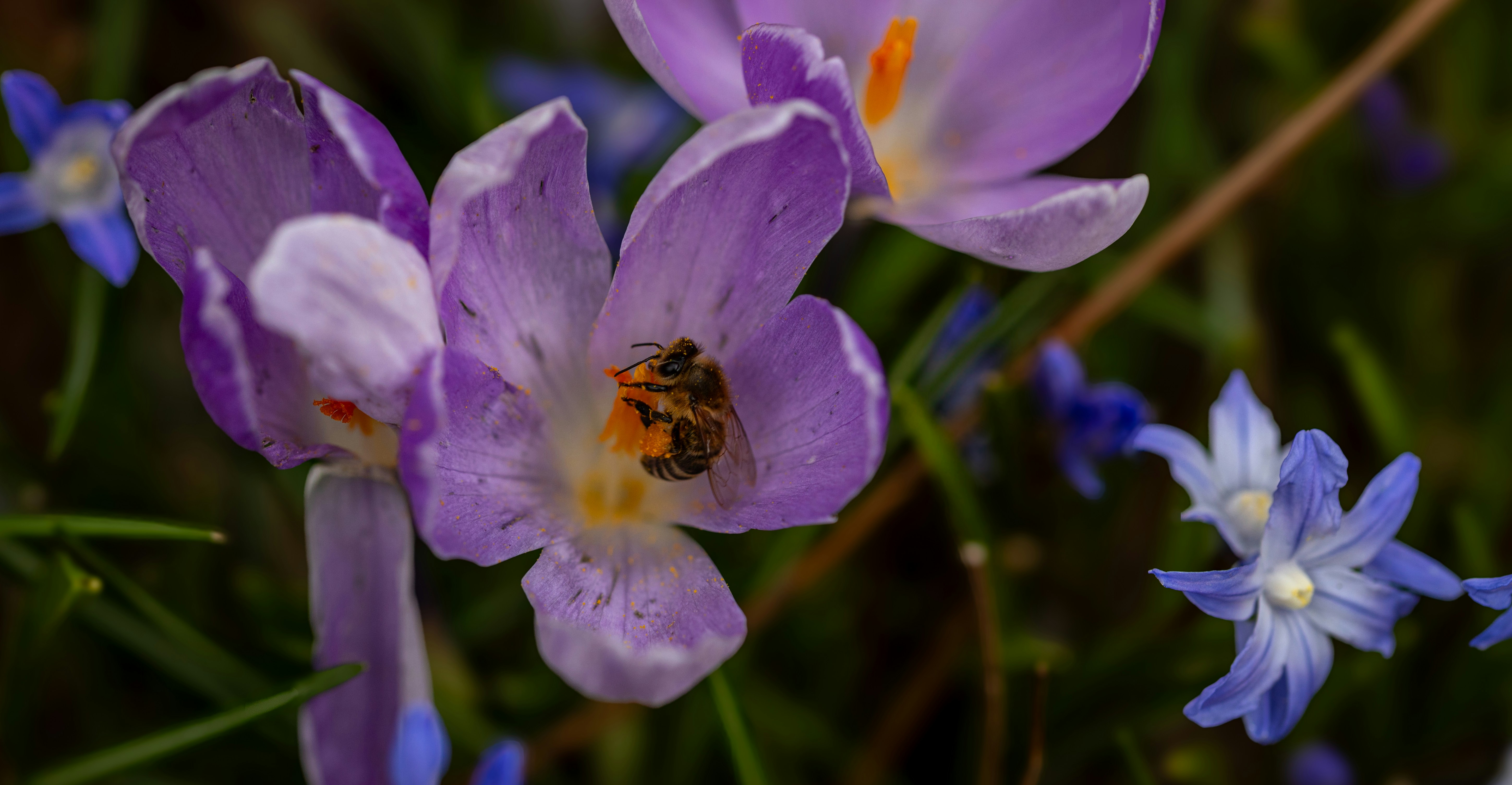 Central Bee Among Violet Petals: A Quiet Macro Moment