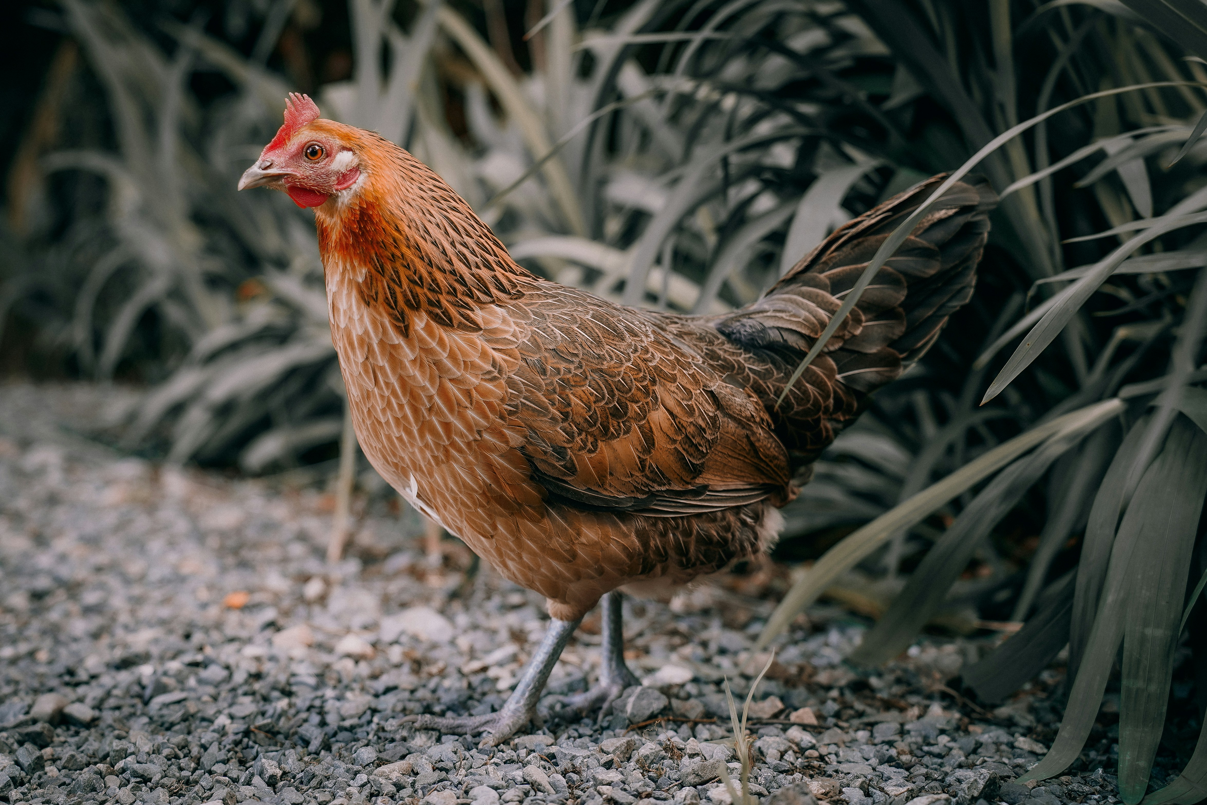 A brown chicken standing on top of a gravel road photo – Free Staglands ...