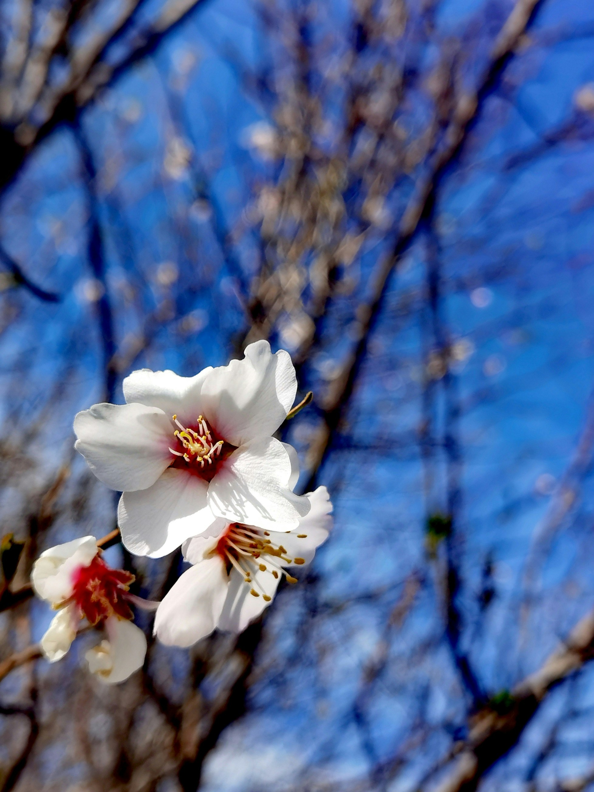 White almond blossoms with pink centers stand out against a vibrant blue sky, capturing the essence of springtime renewal.