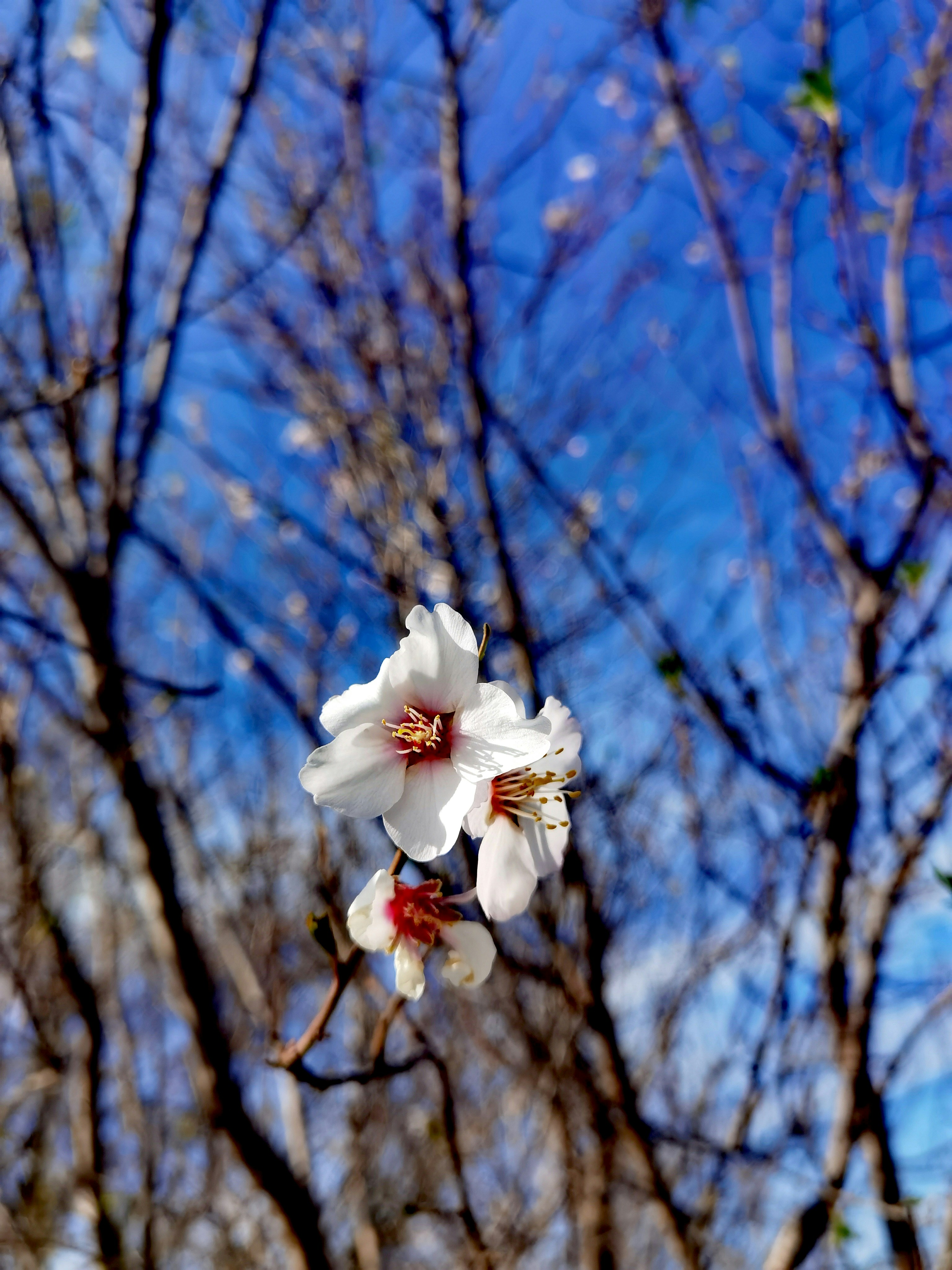 Spring Pictures | Download Free Images & Stock Photos on Unsplash