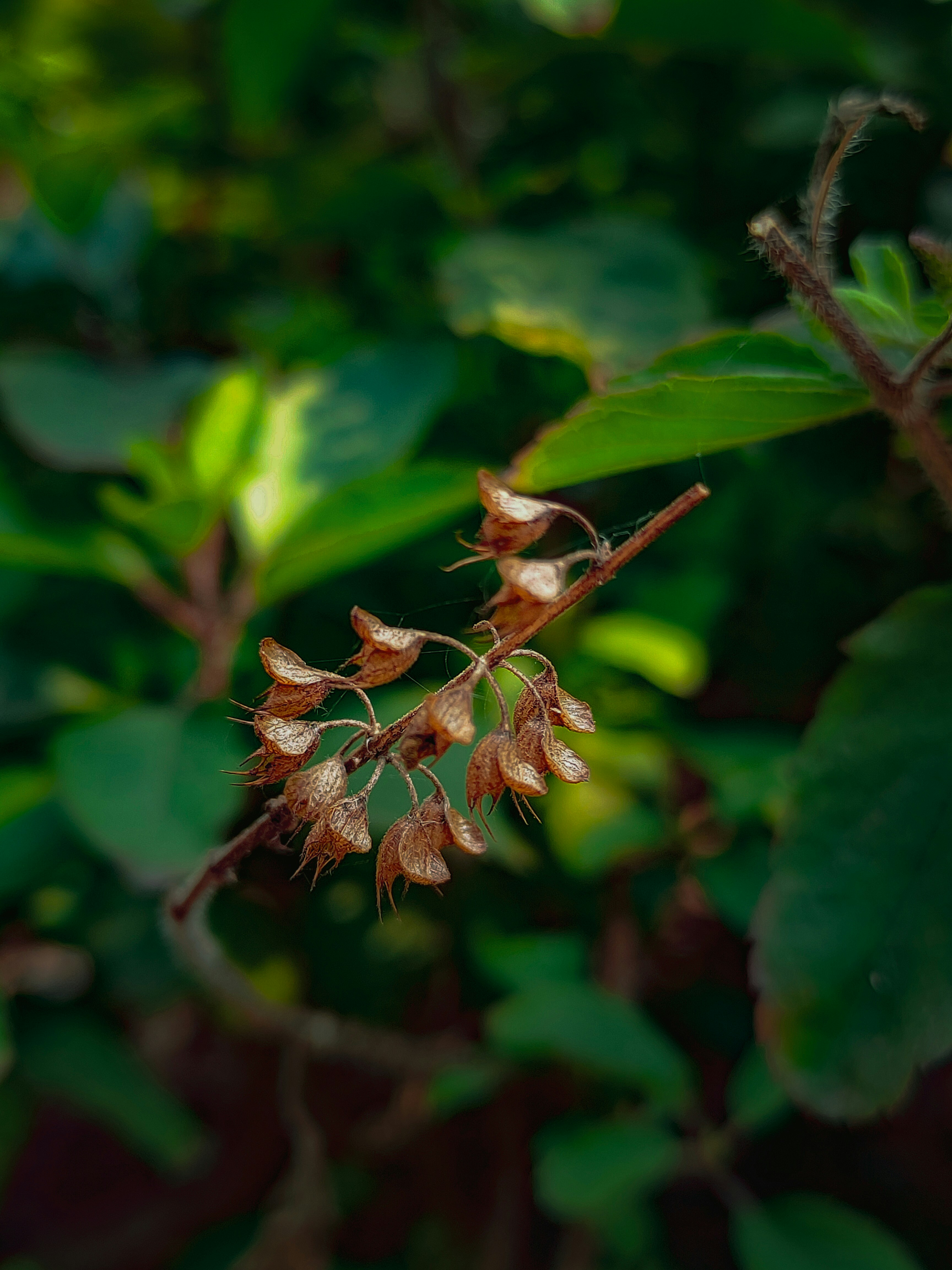 A close up of a flower on a tree branch photo – Free Tulsi flower Image ...