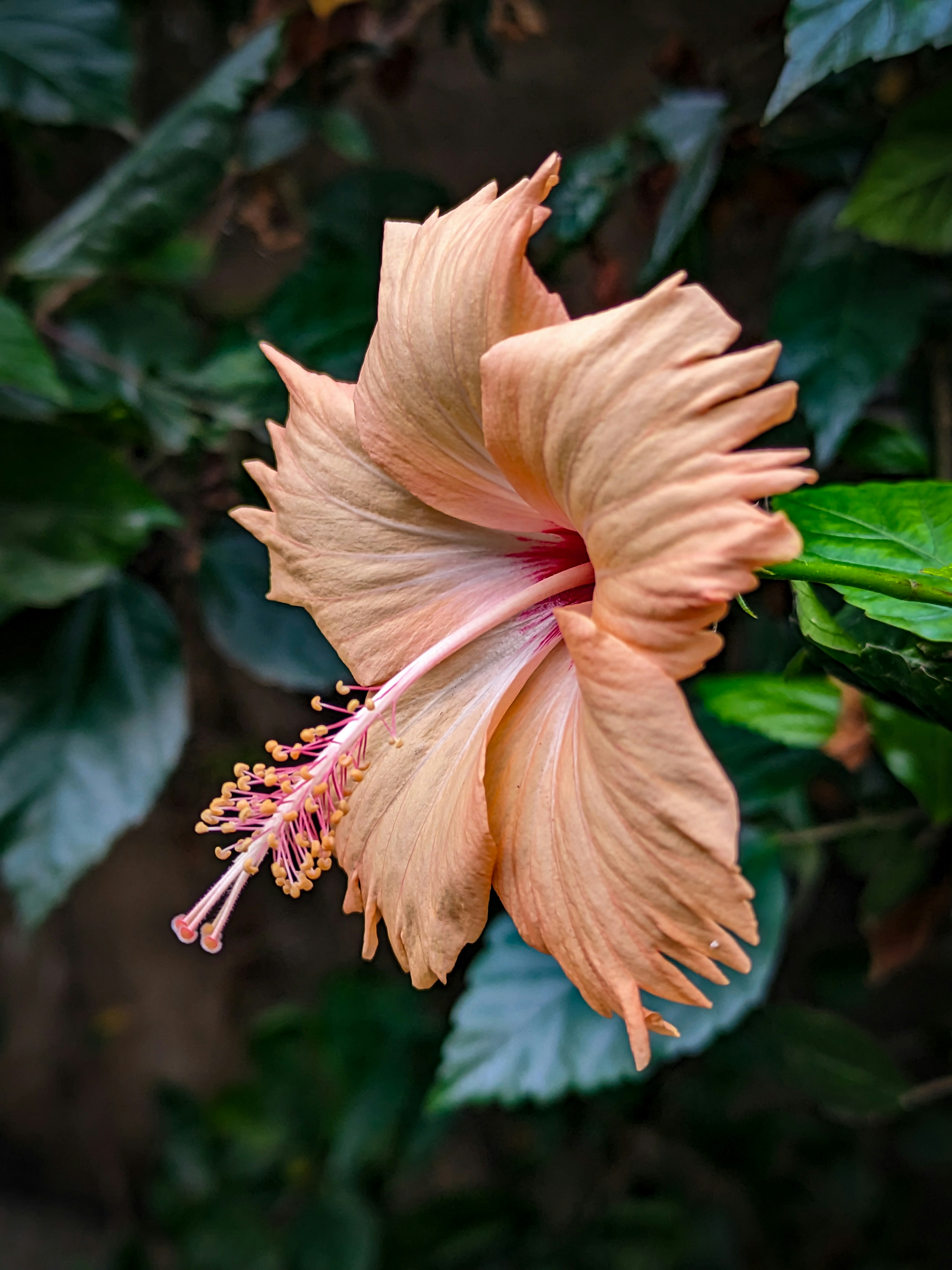 Close-up of a peach hibiscus in bloom, showcasing ruffled petals and a pink-tinted stamen against dark green foliage. This natural shot highlights texture and color without manipulation.