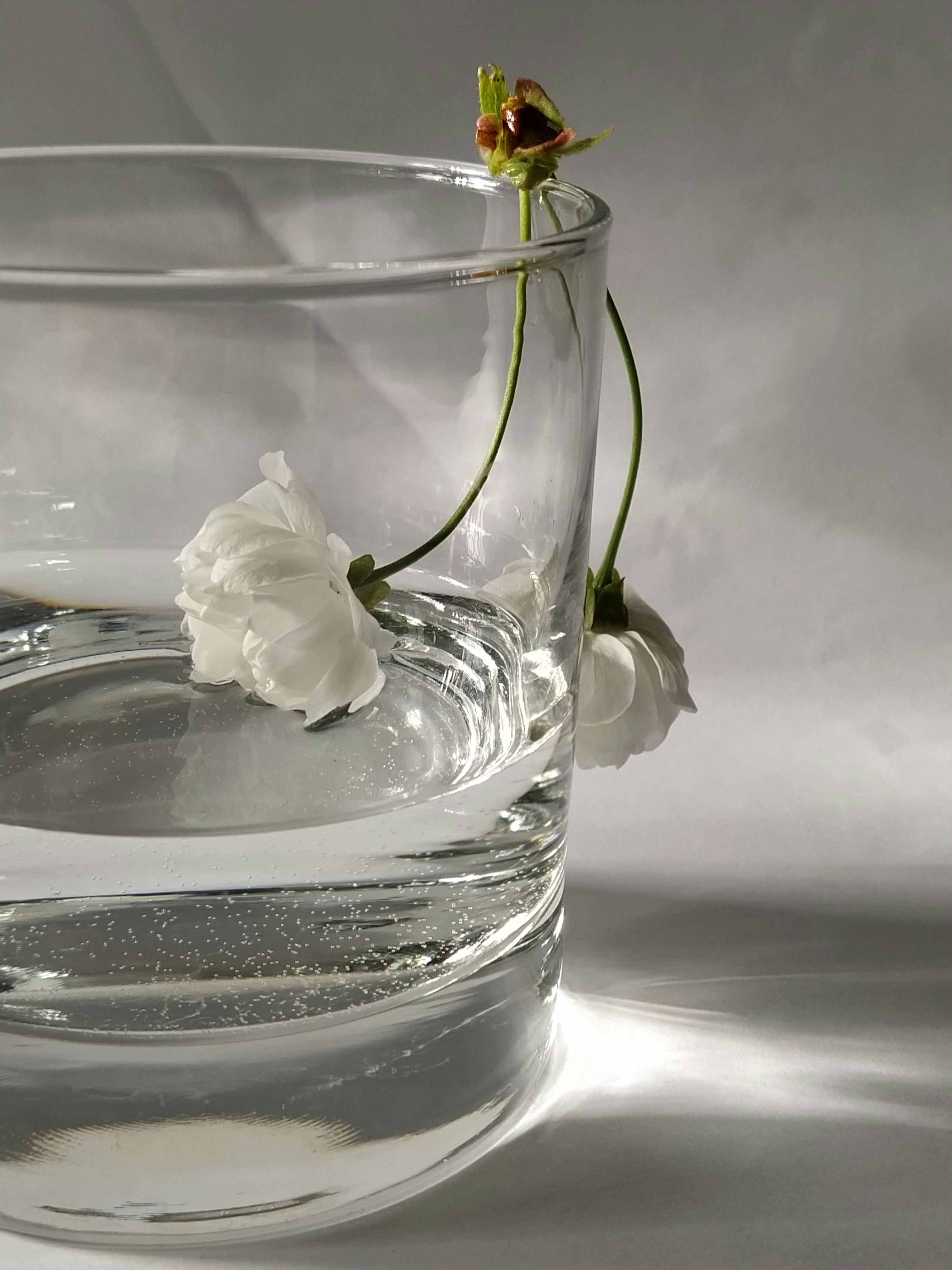 A photograph of white flowers floating in a clear glass filled with water, set against a soft gray backdrop. The composition emphasizes minimalism and translucency.