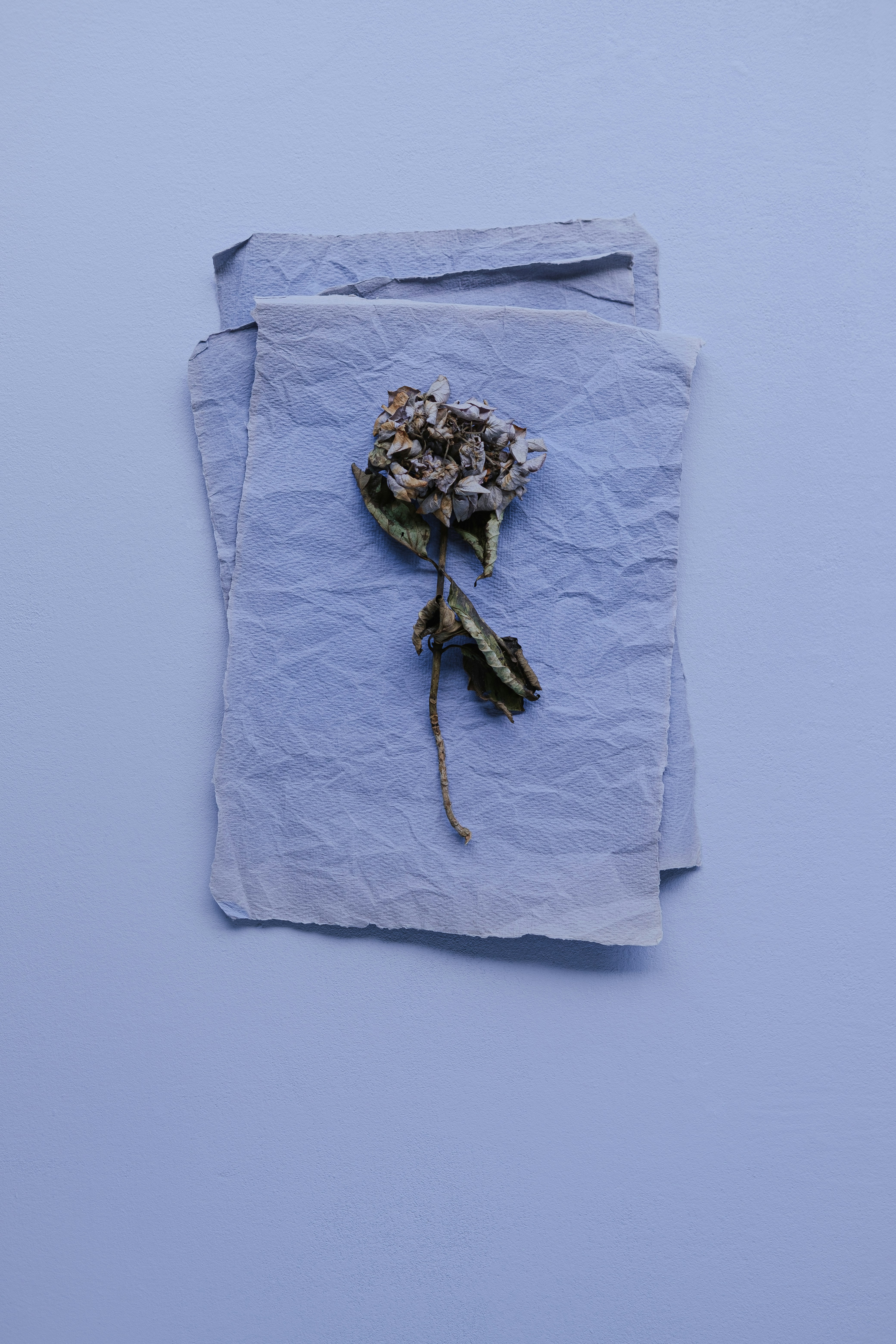 A piece of paper with a dried flower on it photo – Free Lelystad Image ...