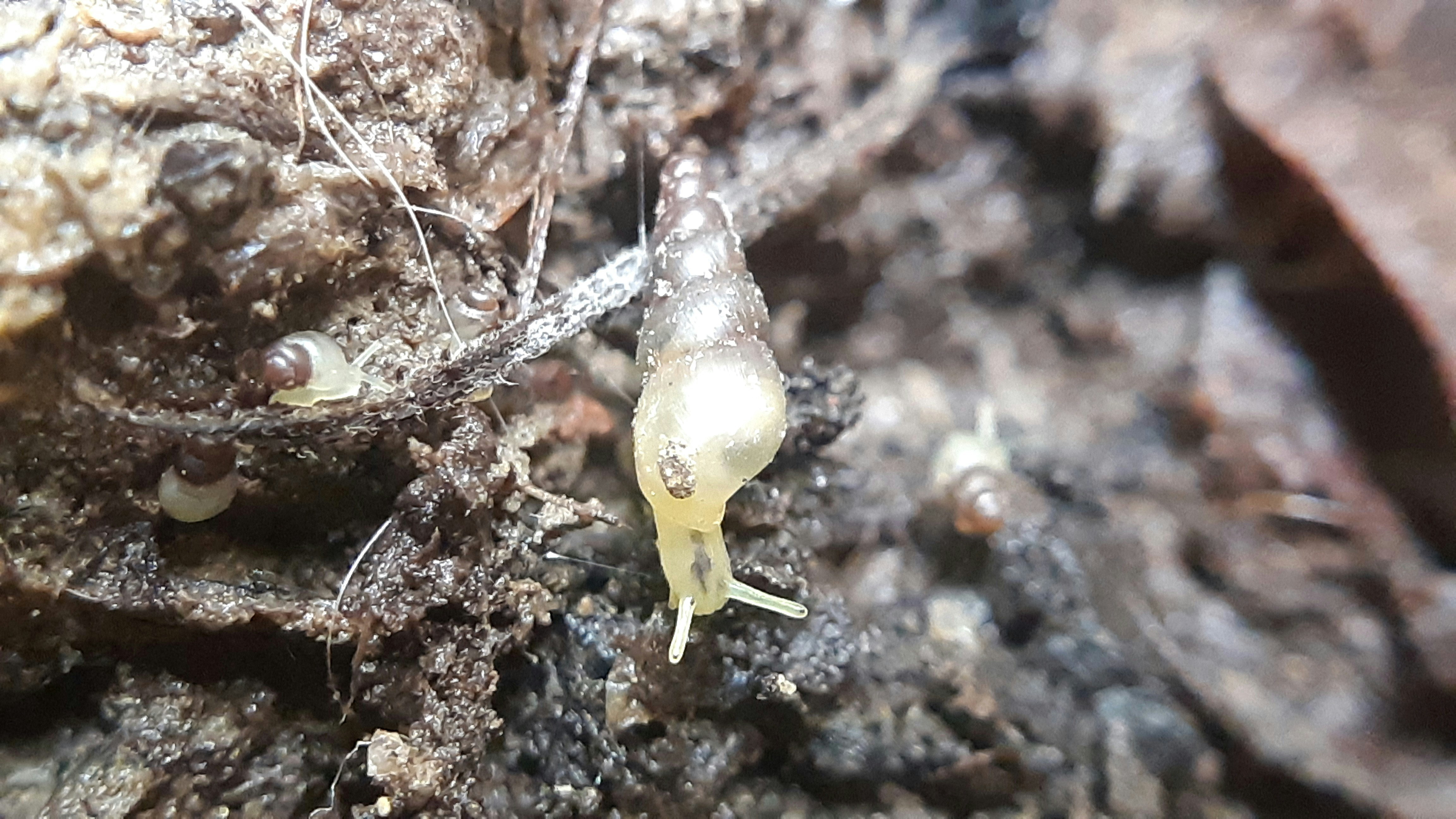 Flatworm Classes Monogenea and Trematoda Quiz