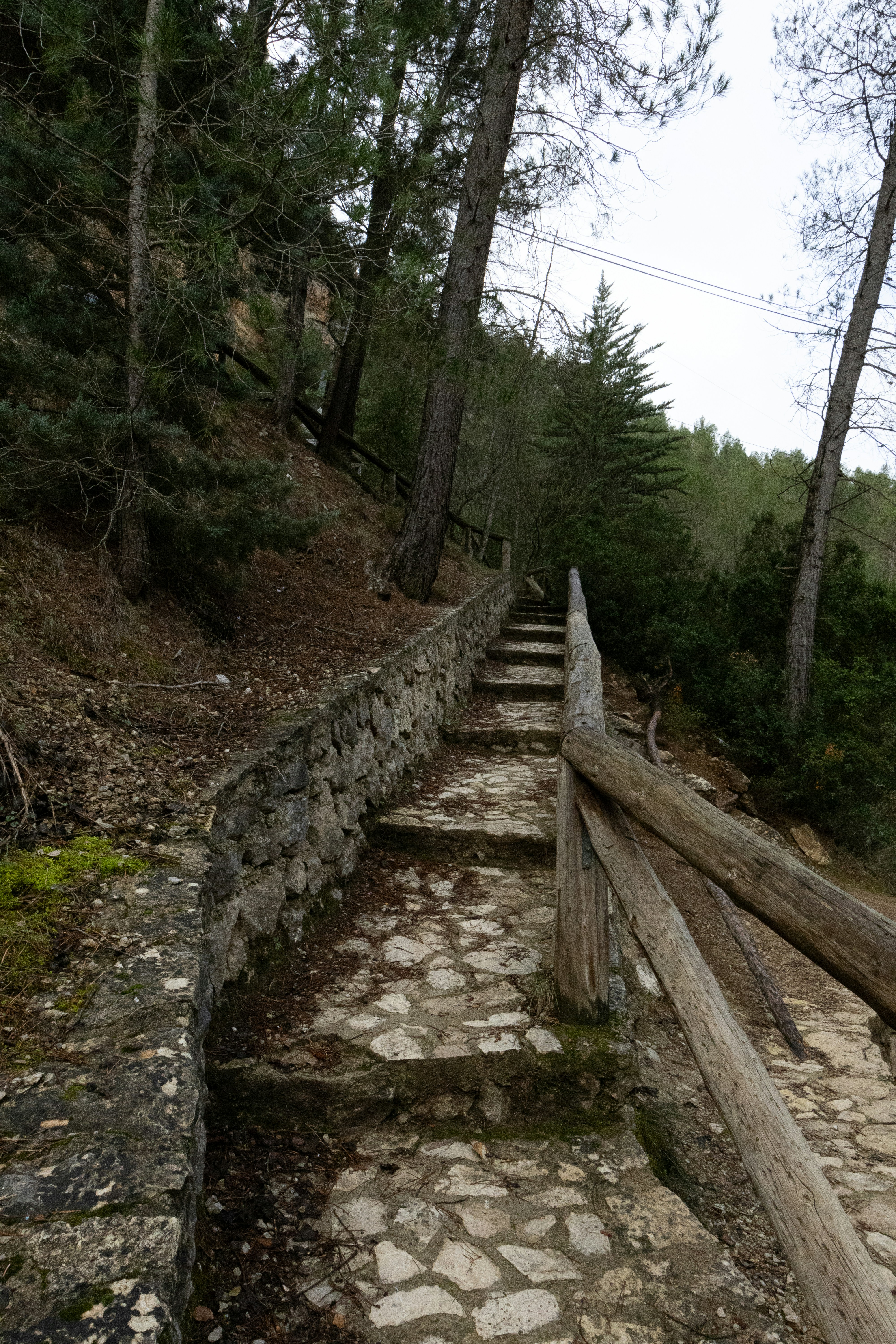 Whispering Steps: Stone Stairway Through Pines