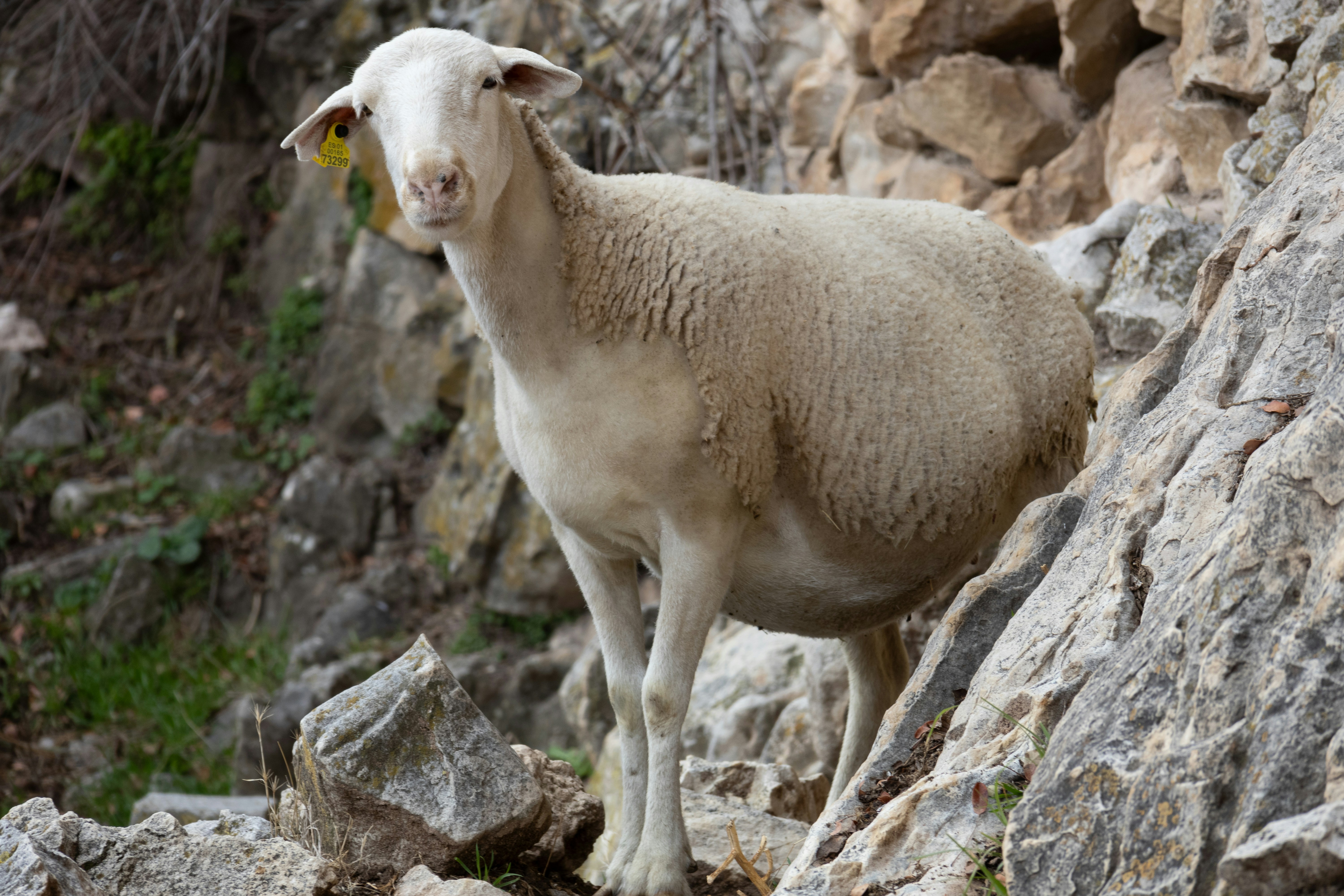 Granite-Guard Sheep: A Stoic Portrait on Rugged Ledge