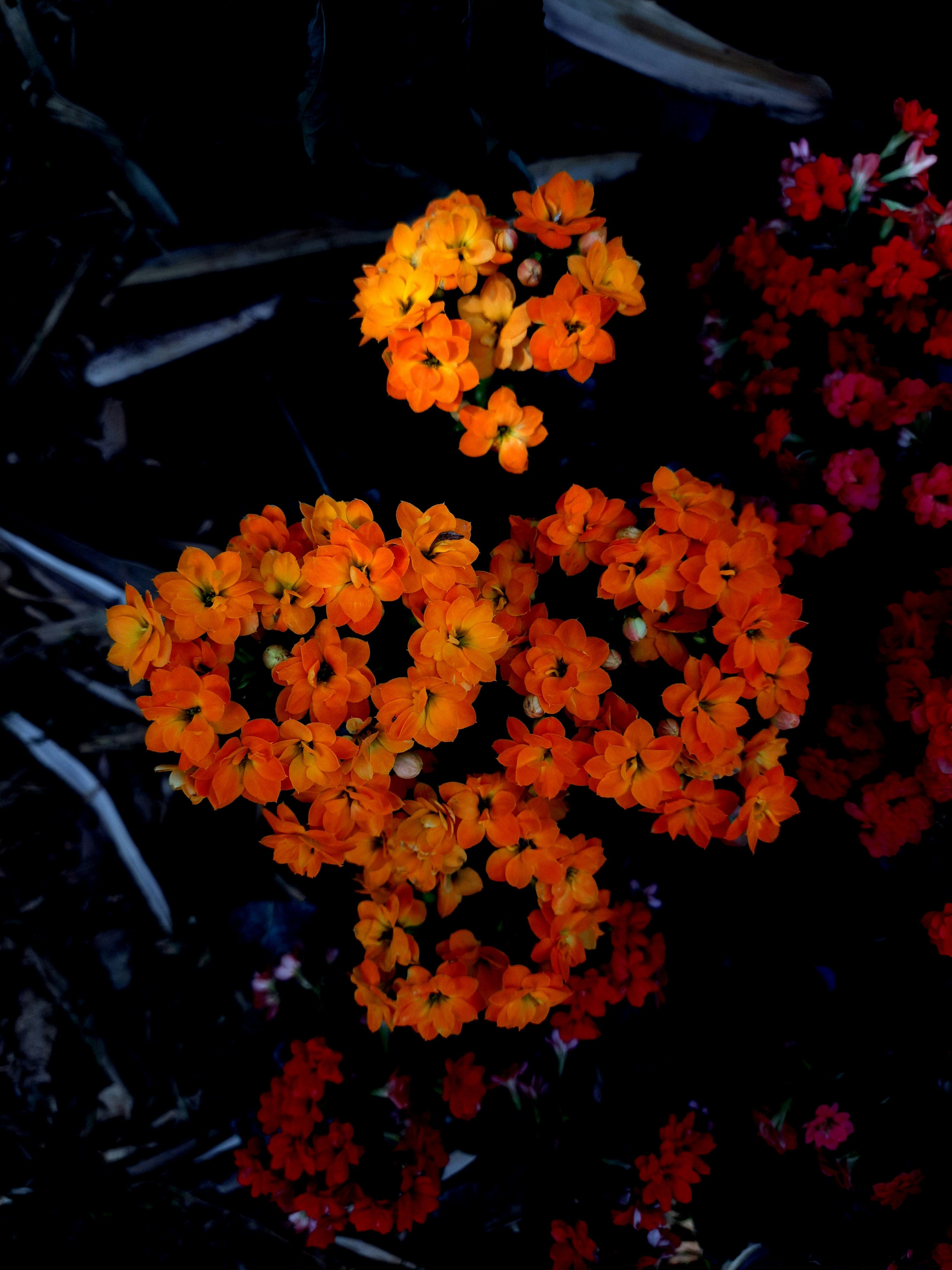 Bright orange marigolds cluster against a dark background, highlighting color and texture in low light.