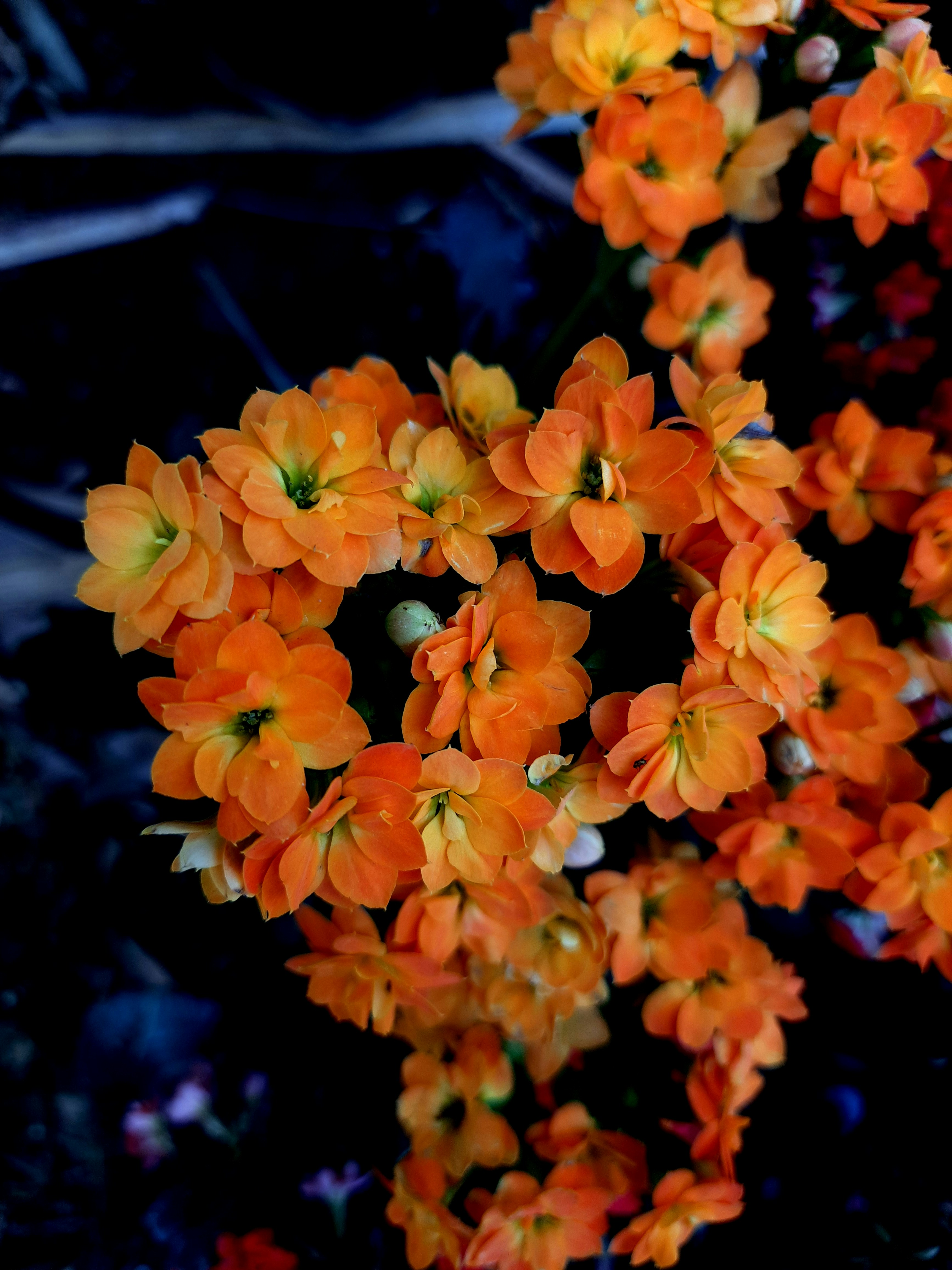 Photo by Adarsh Kumar Singh with Samsung Galaxy M31s