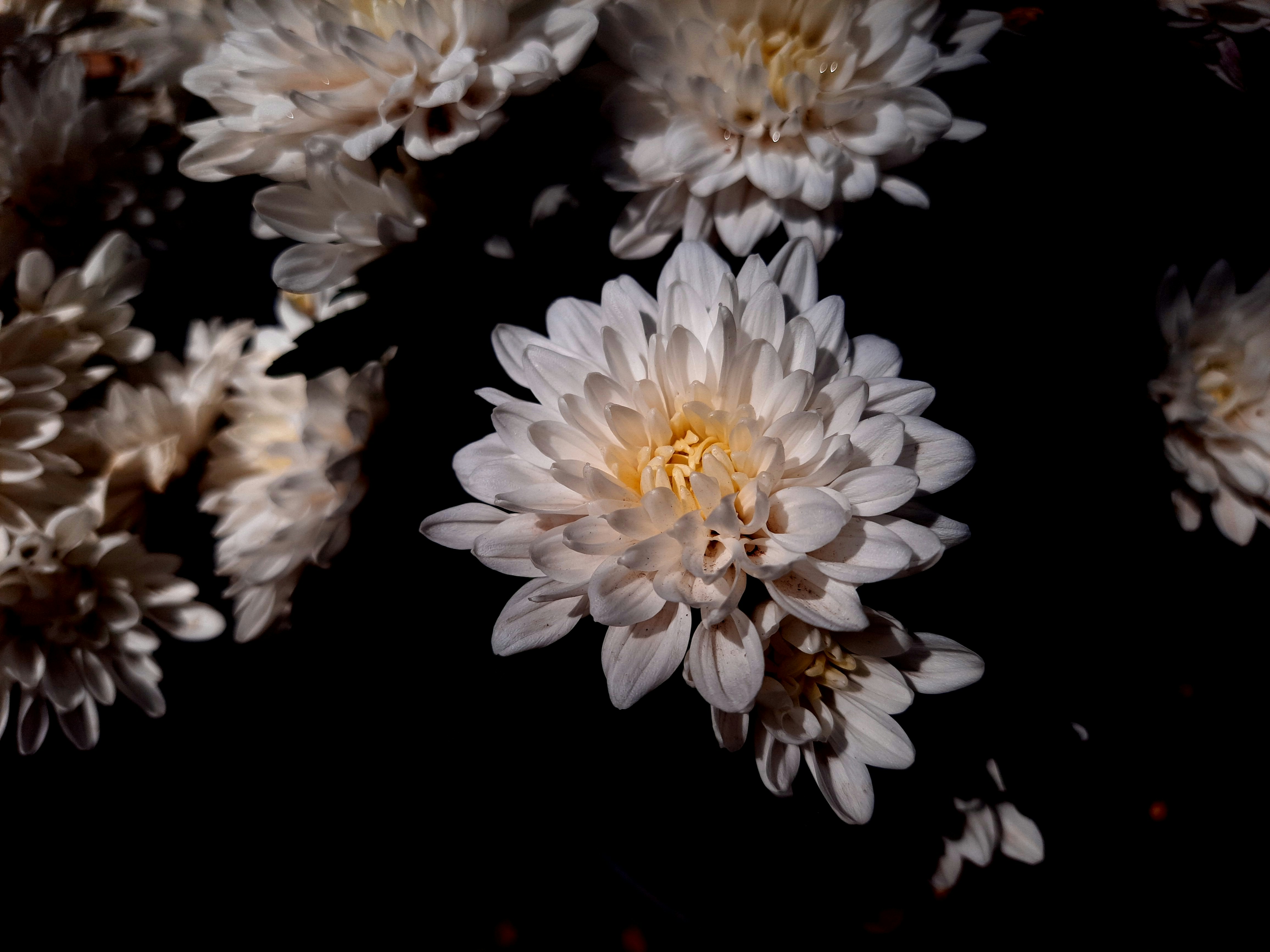 Petal Geometry in Velvet Darkness: Close-Up Chrysanthemum Portrait