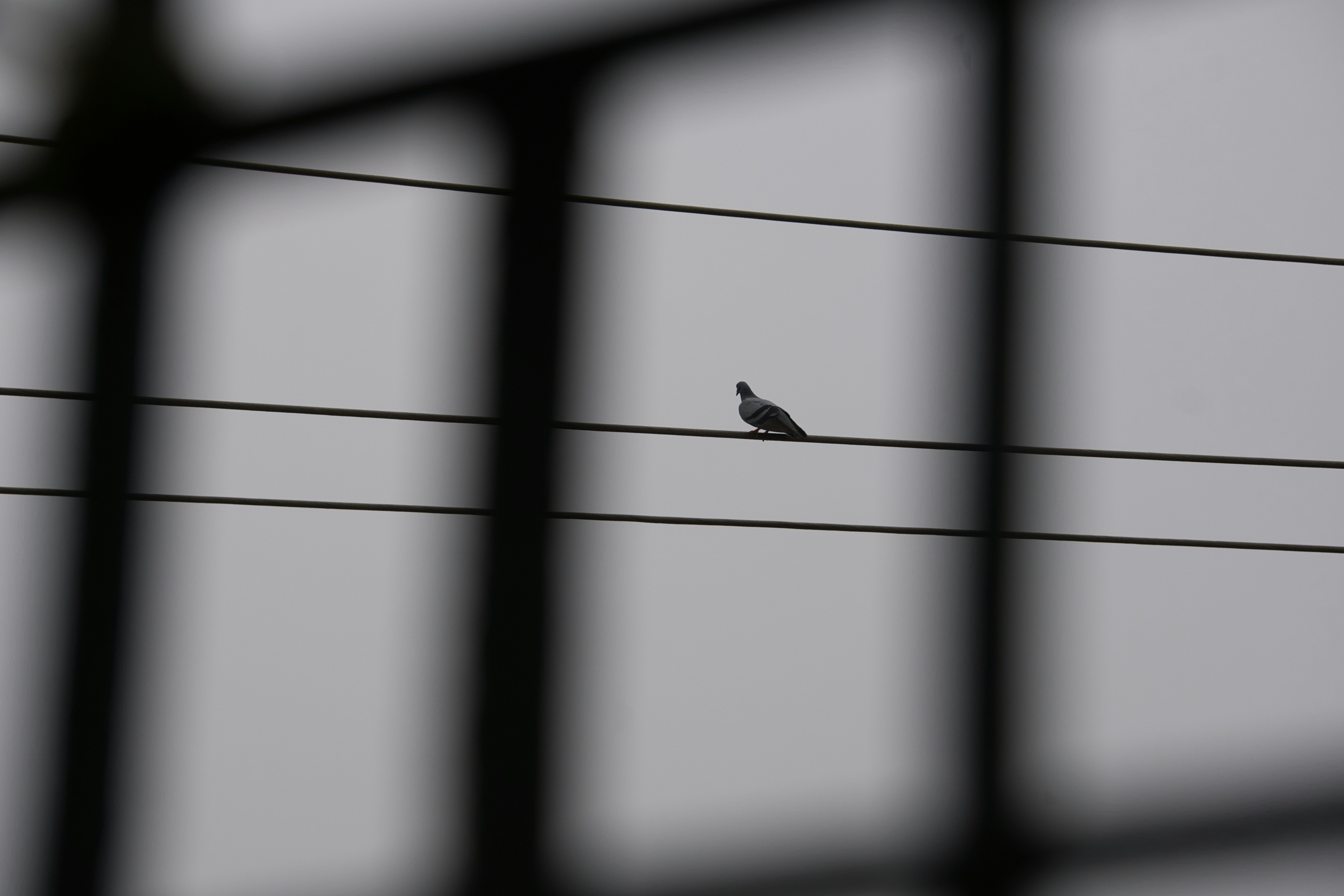 Solitary Bird's Wire Perch