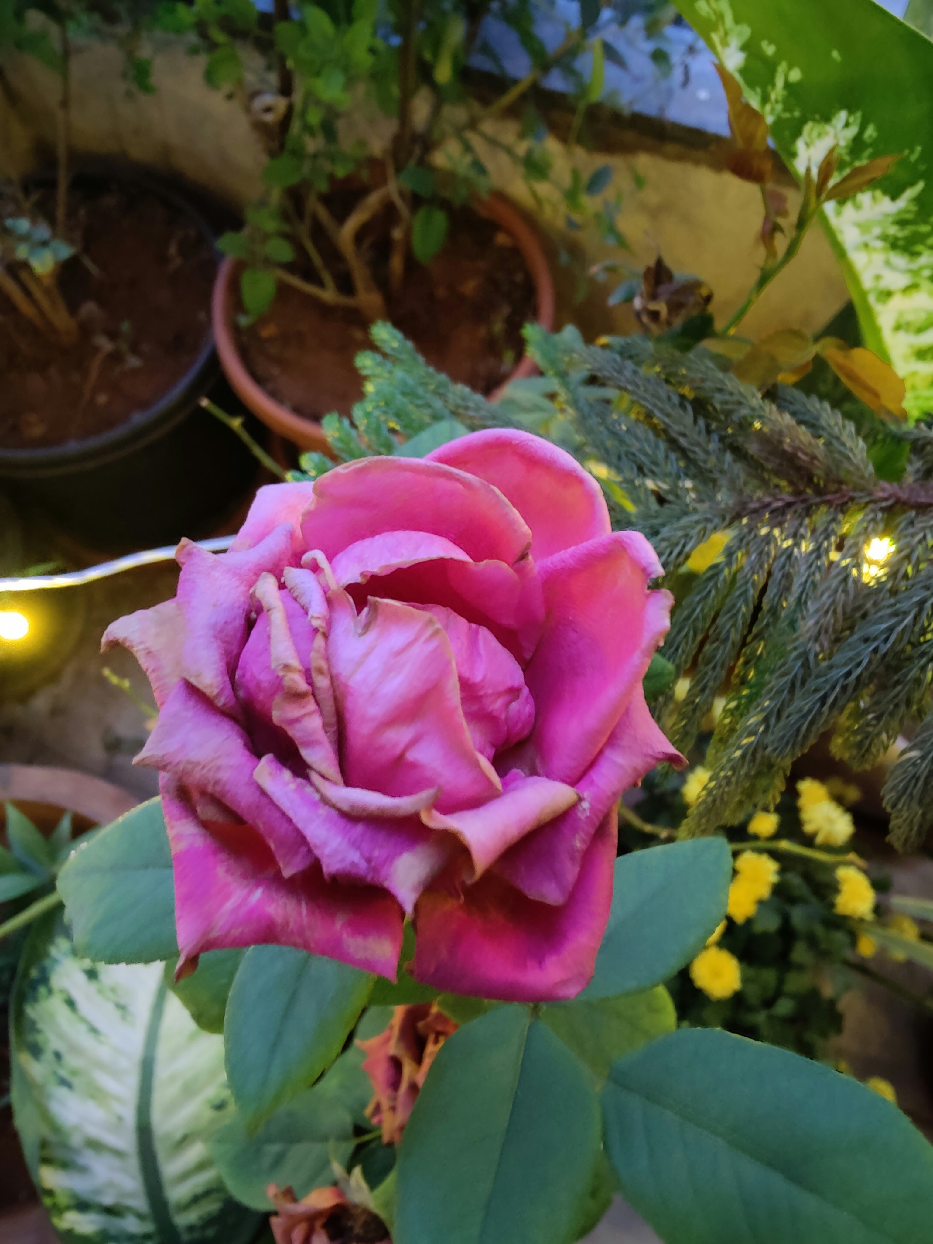 Soft Velvet Pink Rose in a Garden Glow