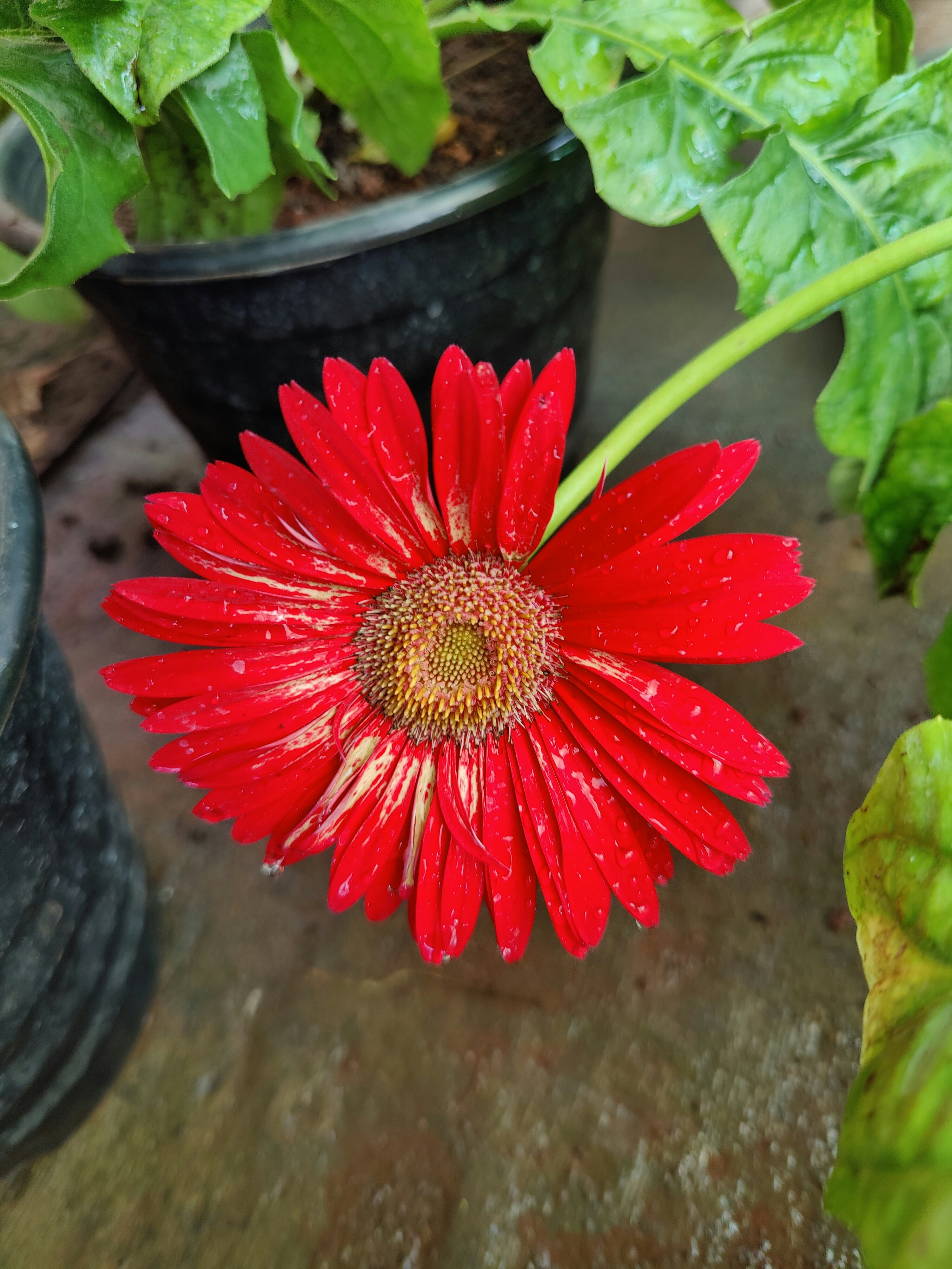 Close-up photograph of a red gerbera daisy with dewdrops, set in a black pot among green leaves.