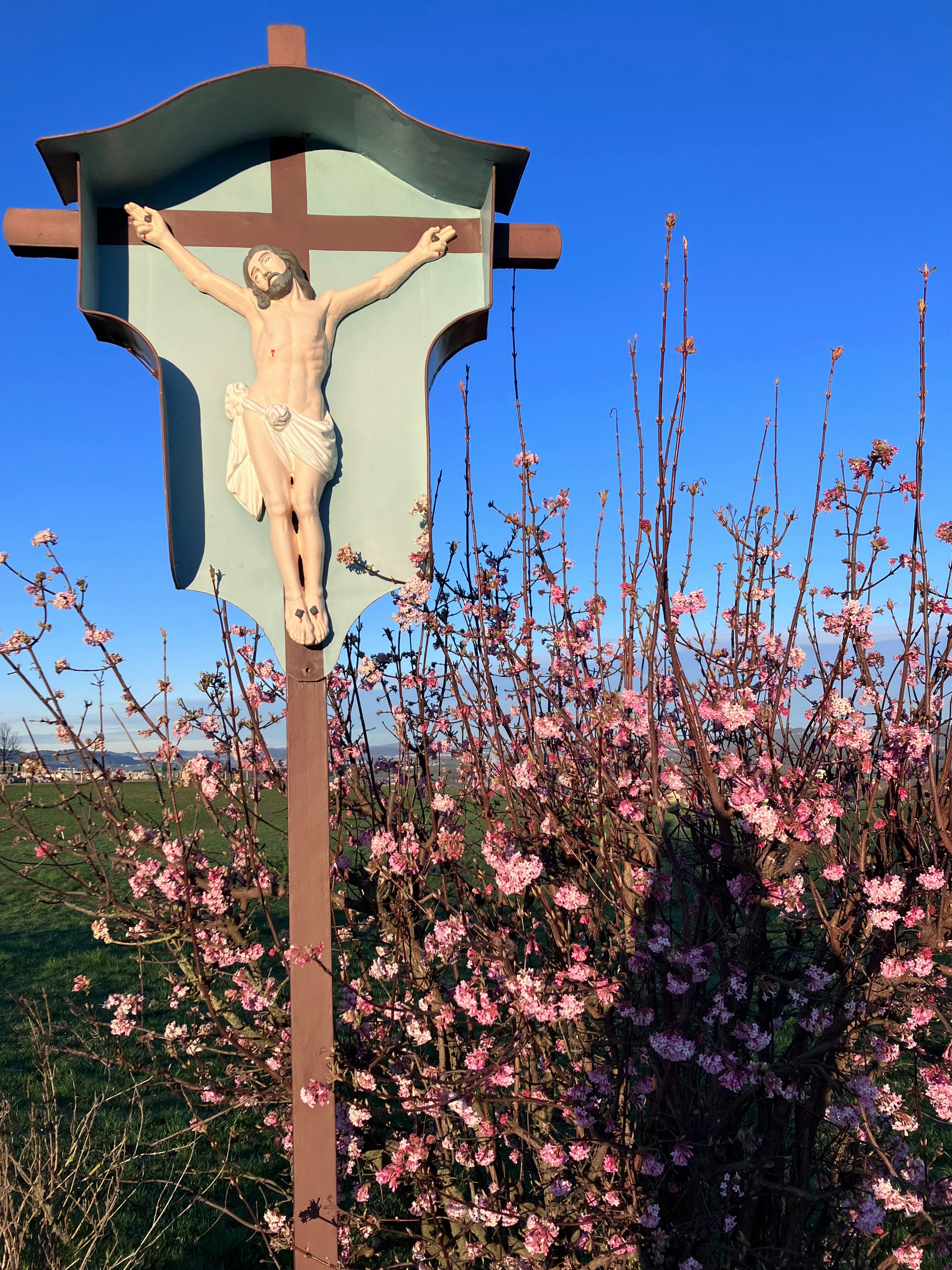 Crucifix Sign Amid Pink Blossoms Under a Clear Blue Sky