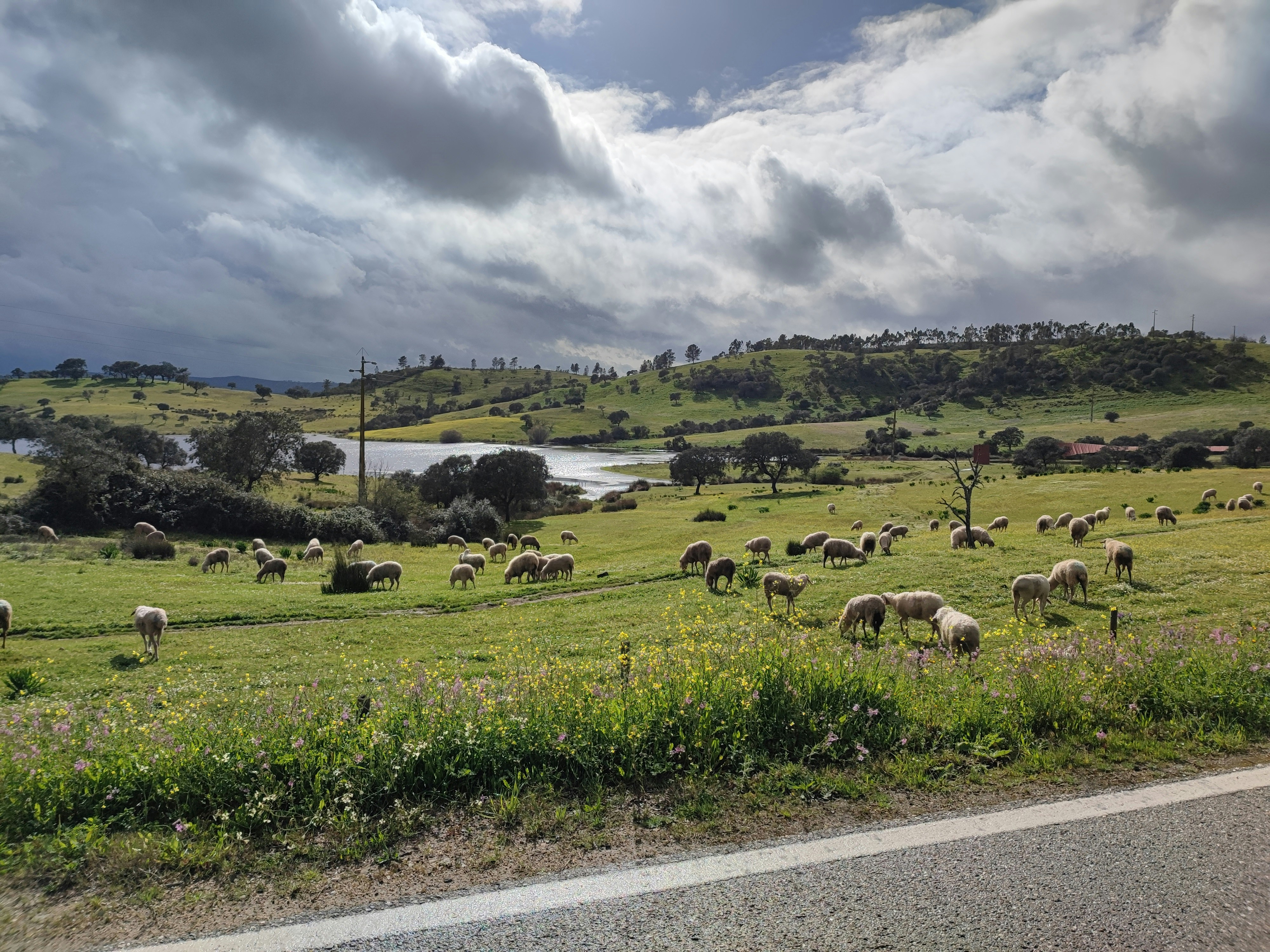 Sheep Across the Rolling Pasture Beneath a Tempest Sky