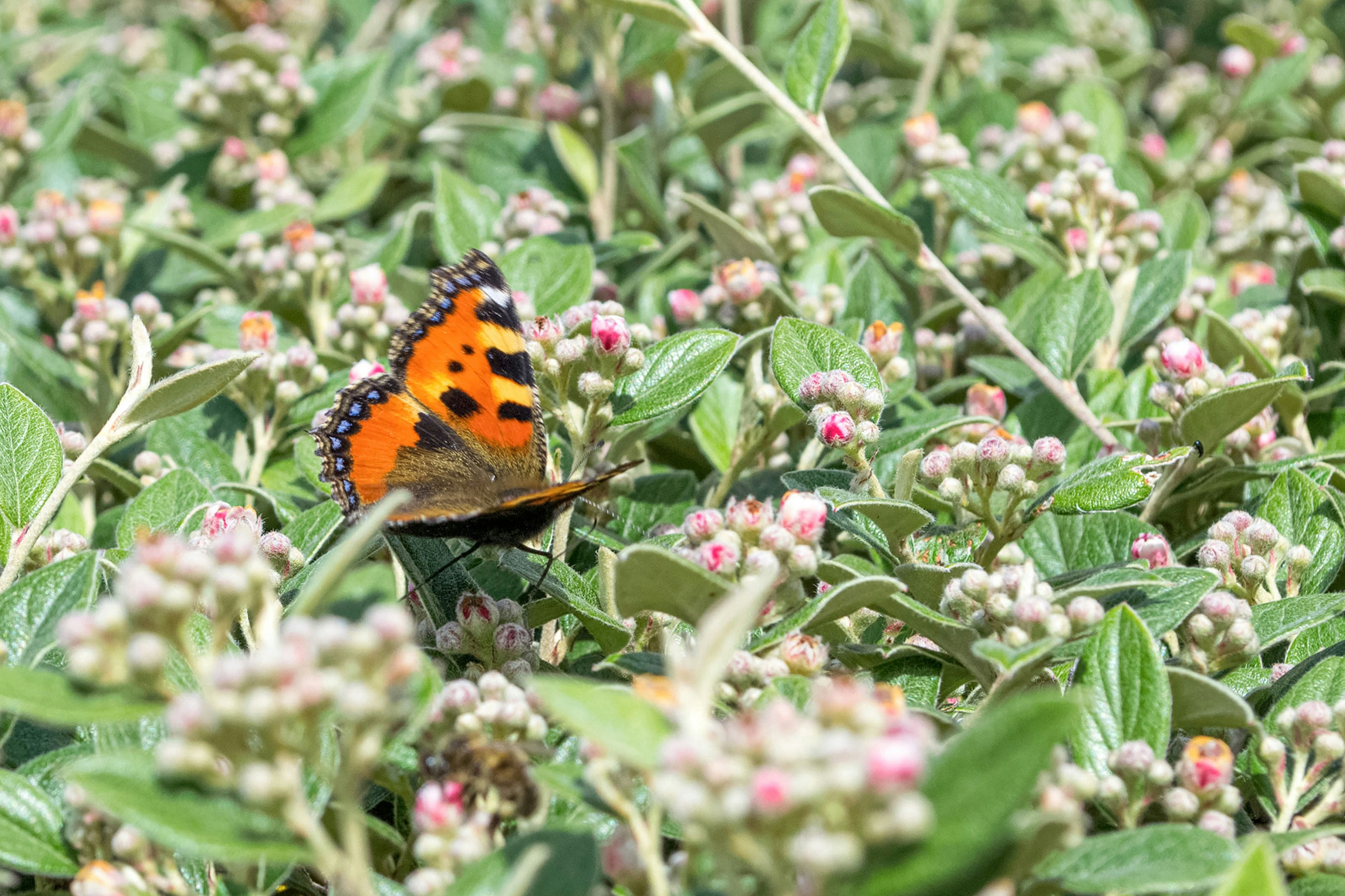 Amber Wings Amid Pink Sprigs: a Small Tortoiseshell Butterfly