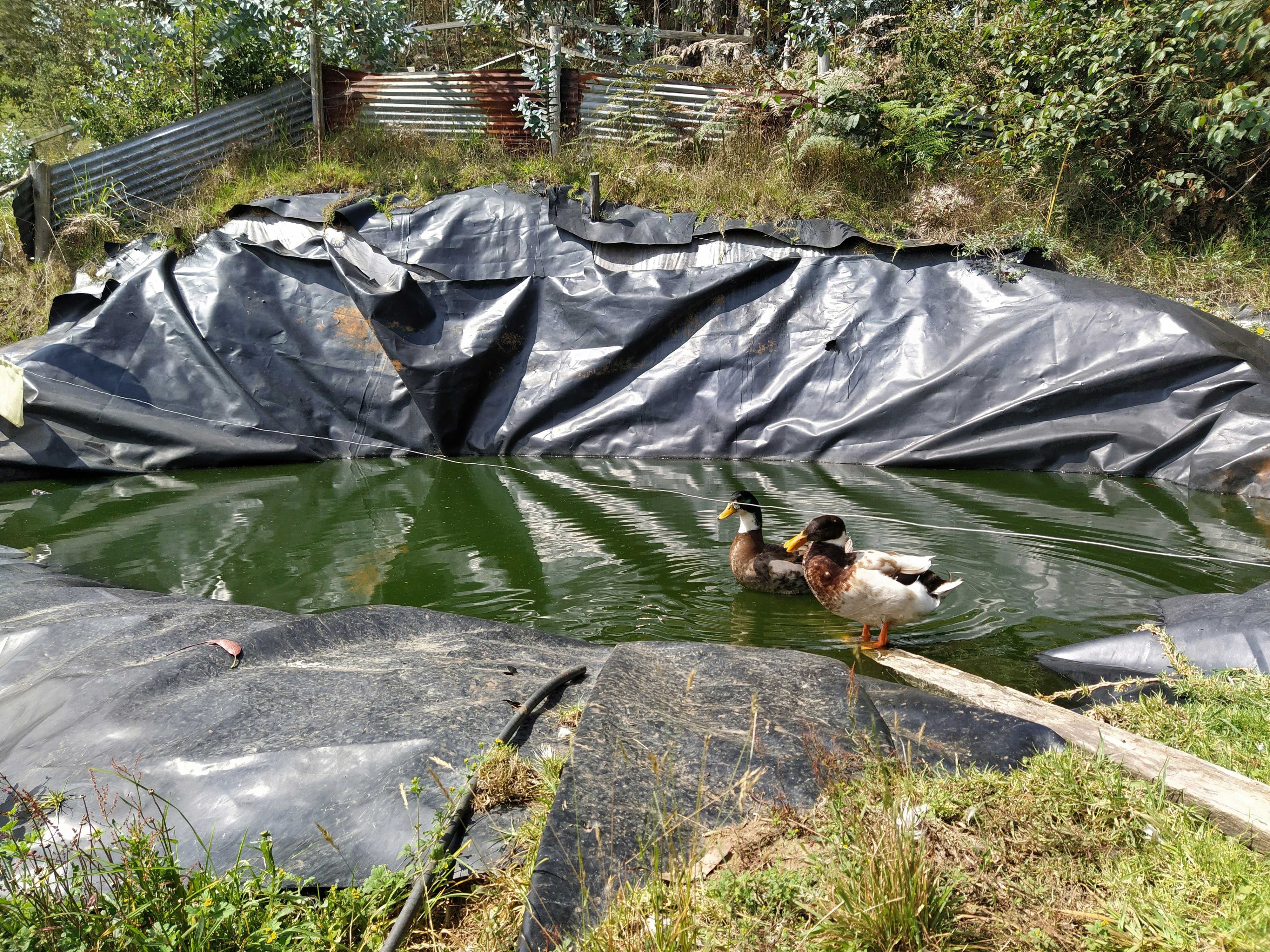 Ducks at the Tar-Lined Pond: Quiet Edge of a Manmade Wetland